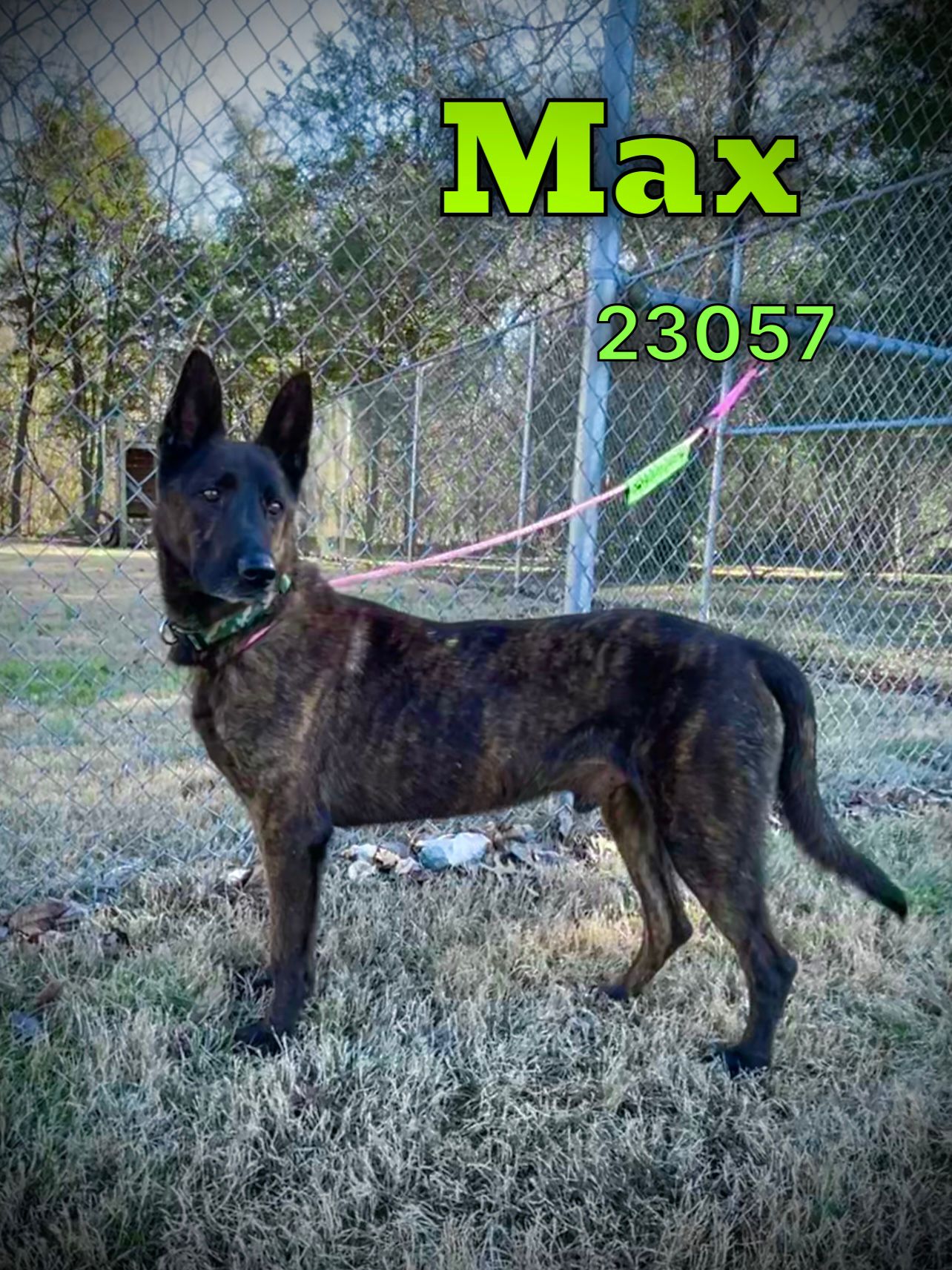 Dog for Adoption - Max - $55 Adoption Fee Special, a Dutch Shepherd in ...