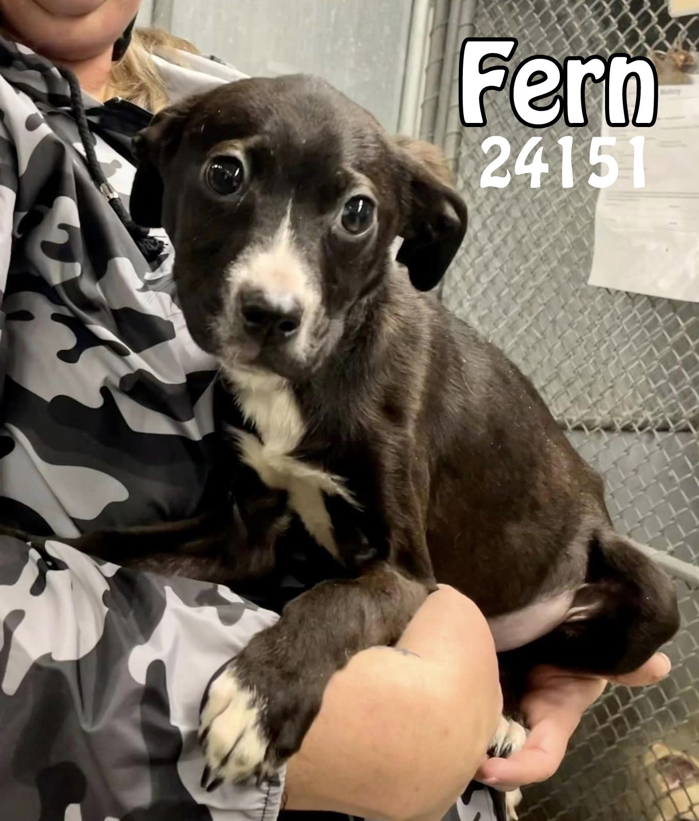Dog for Adoption - Fern, a Labrador Retriever in Rutledge, TN | Alpha Paw