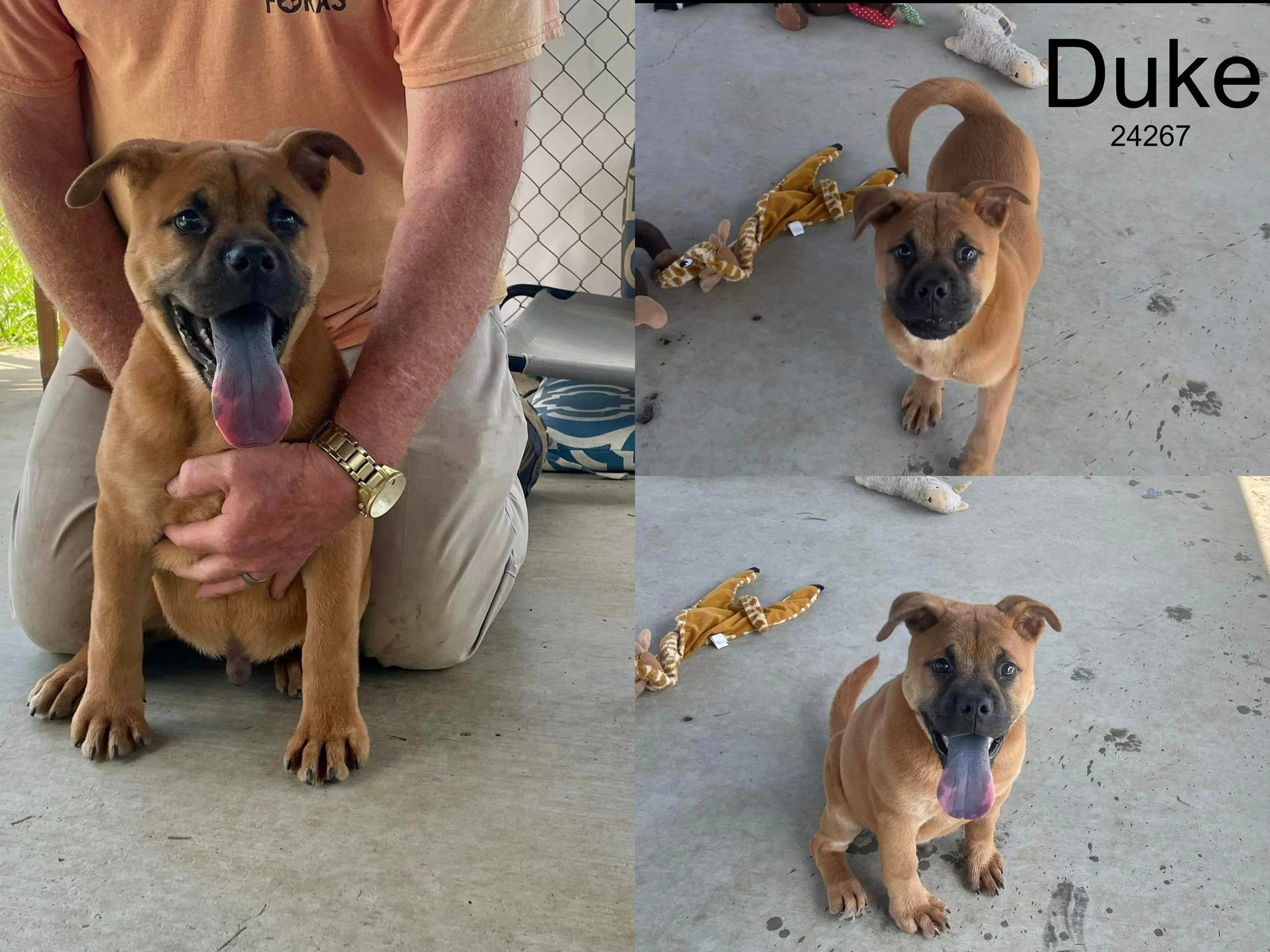 Dog for Adoption - Duke, a Rhodesian Ridgeback in Union County, TN ...