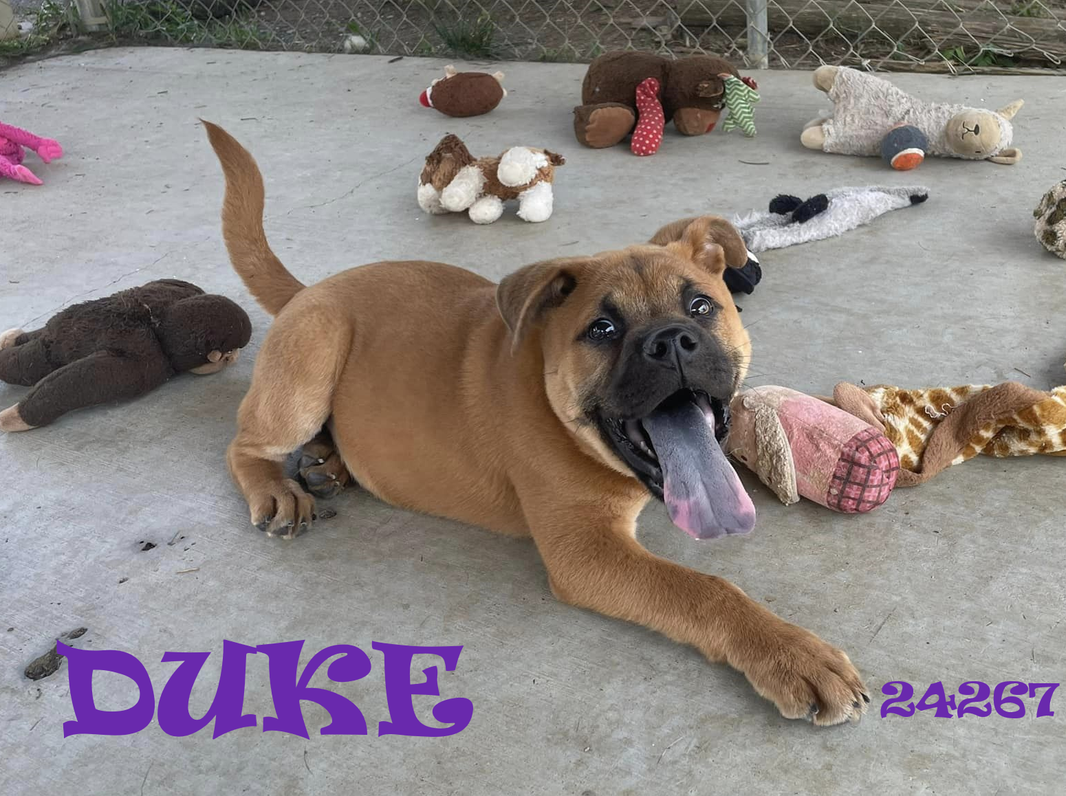 Dog for Adoption - Duke, a Rhodesian Ridgeback in Union County, TN ...