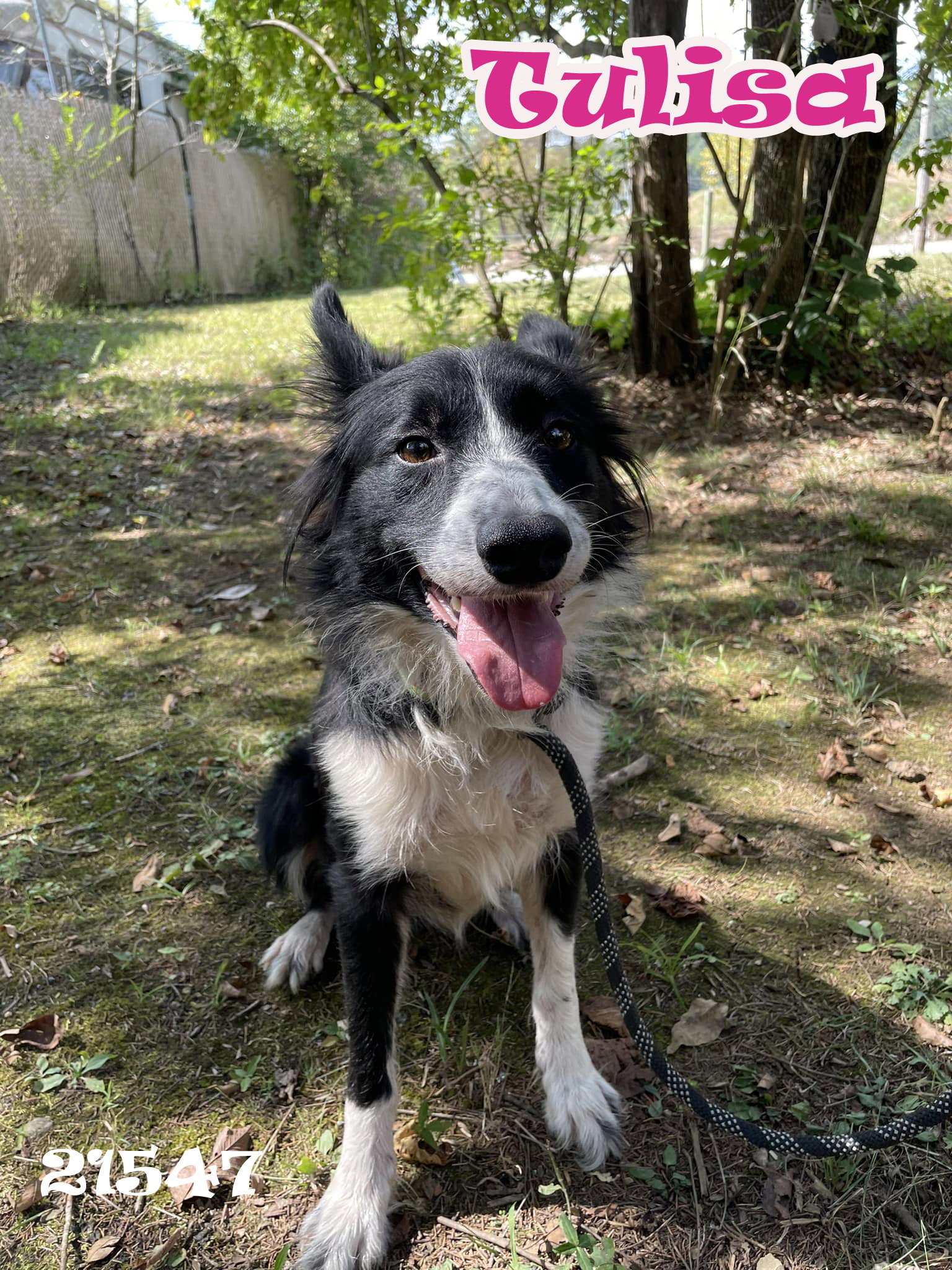 Dog for Adoption - Tulisa - $55 Adoption Fee, a Border Collie in ...