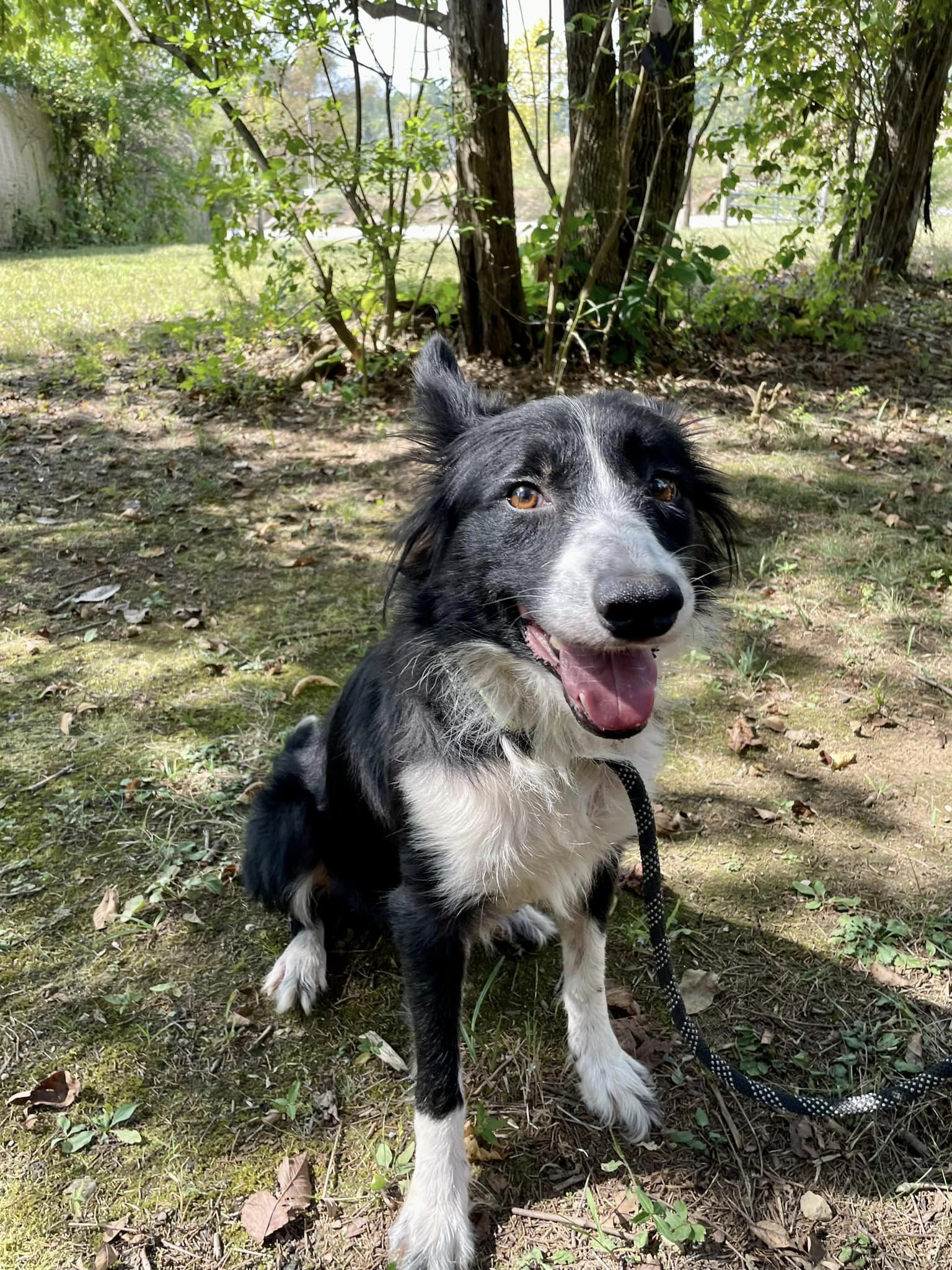 Dog for Adoption - Tulisa - $55 Adoption Fee, a Border Collie in ...
