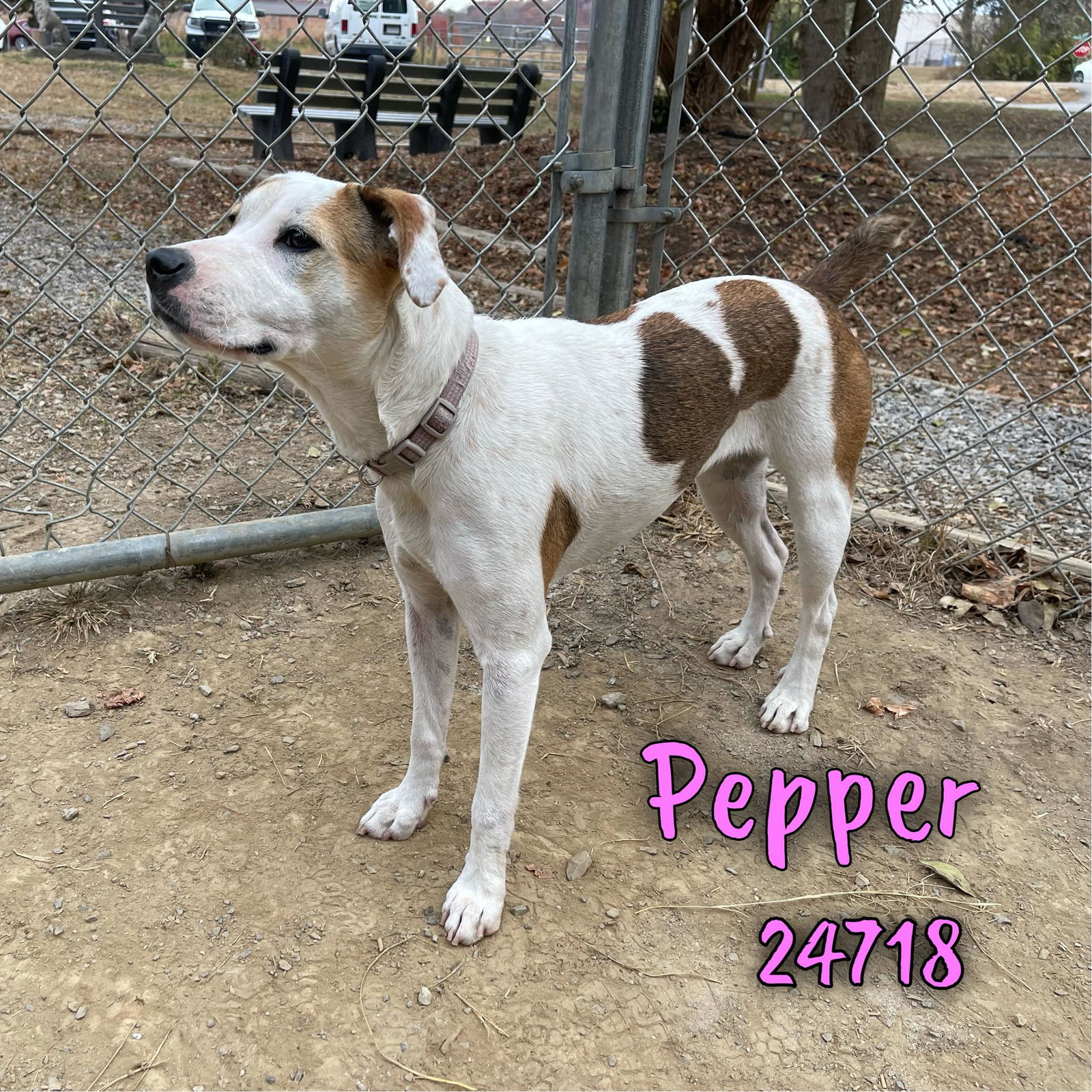 Dog for Adoption - Pepper - $55 Adoption Fee Special, a German Shorthaired Pointer in Graham ...