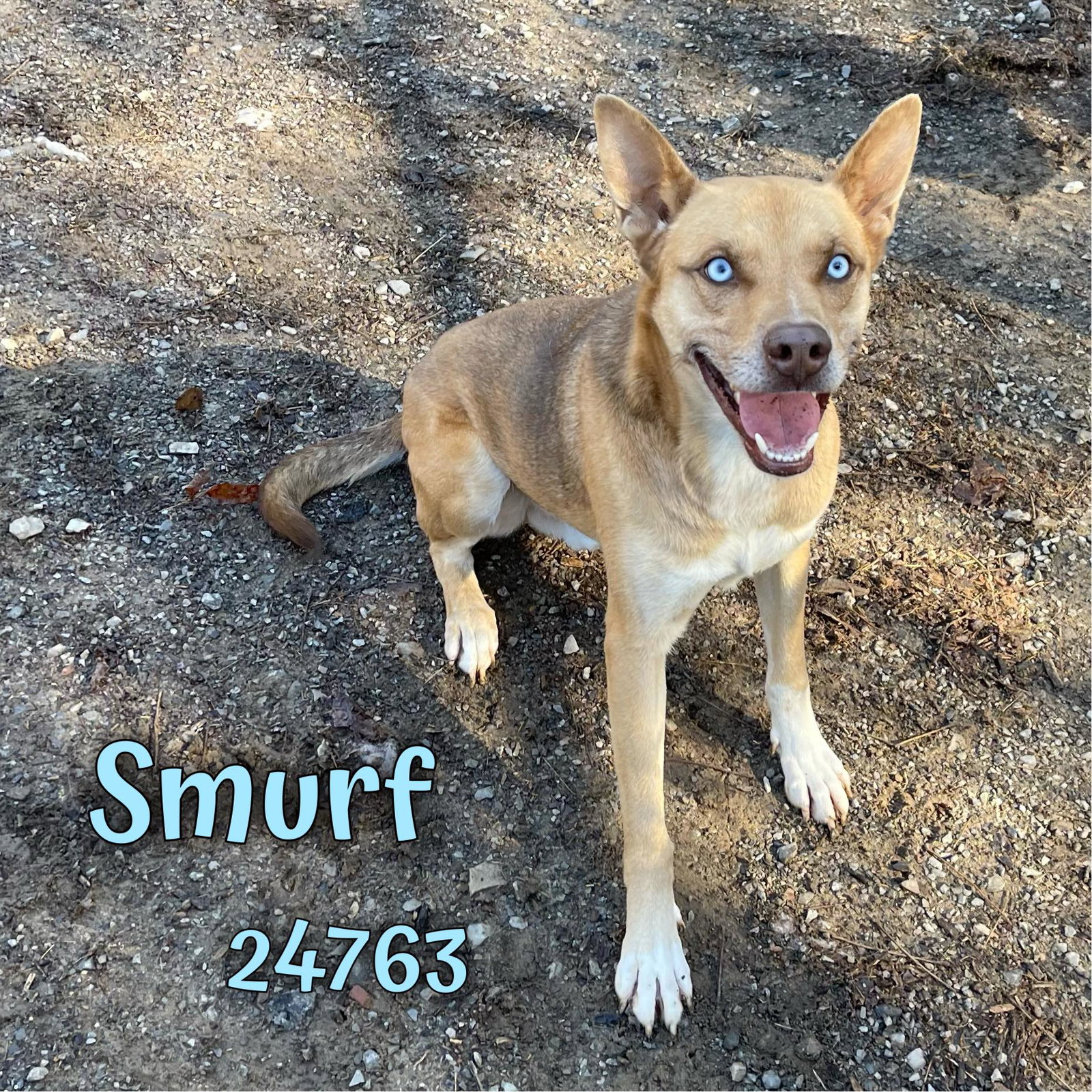 Dog for Adoption - Smurf, a Basenji in Anderson County, TN | Alpha Paw