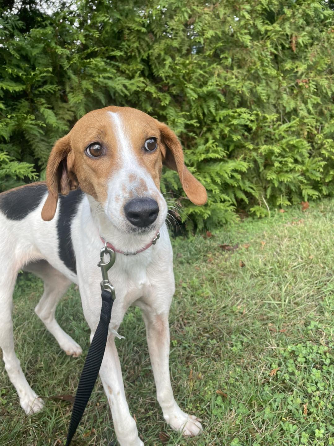 Dog for Adoption - Cheyenne, a English Foxhound in Rocky Mount, NC ...