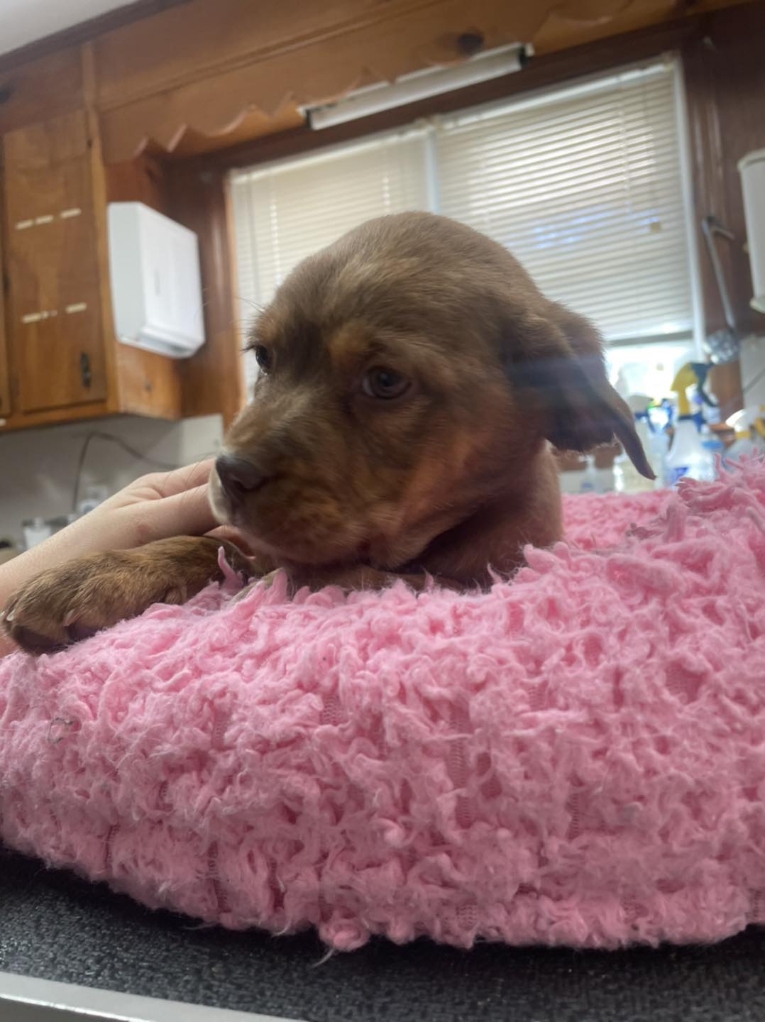 Dog for Adoption - Patchouli, a Chocolate Labrador Retriever in ...