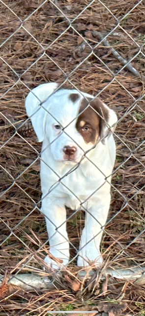 Dog for Adoption - Pixar, a Chocolate Labrador Retriever in Princeton ...