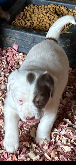 Dog for Adoption - Pixar, a Chocolate Labrador Retriever in Princeton ...