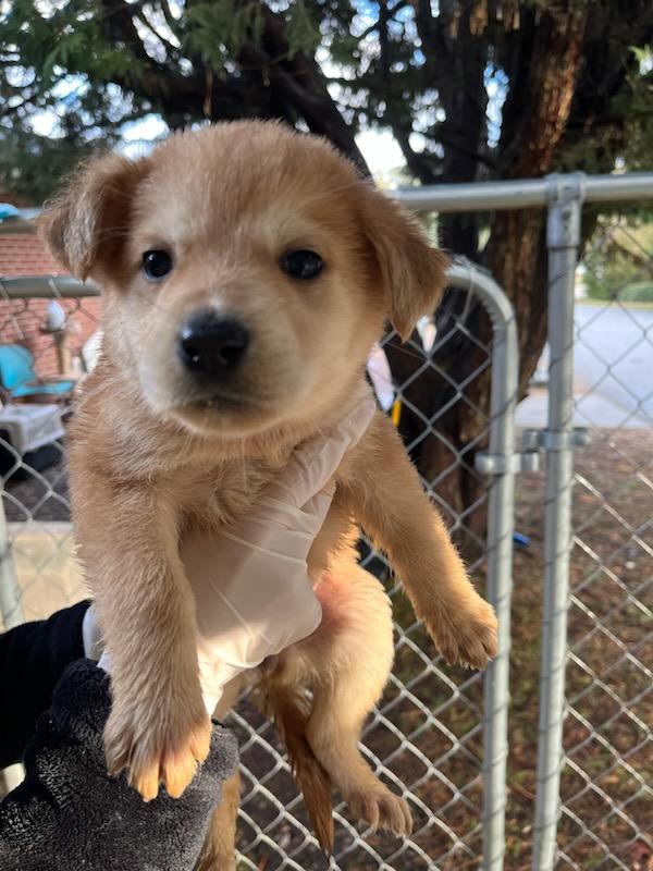 Dog for Adoption - Almond, a Labrador Retriever in Rocky Mount, NC ...