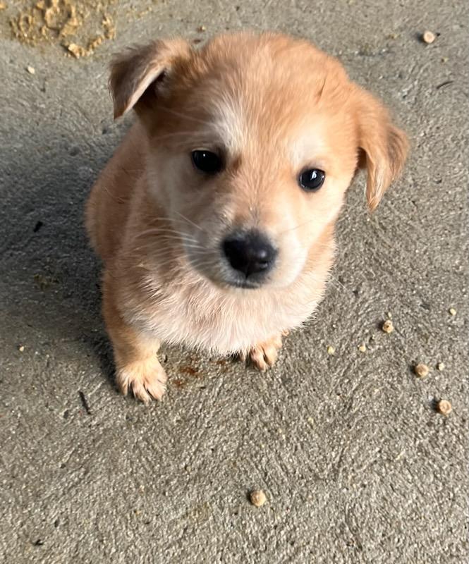 Dog for Adoption - Almond, a Labrador Retriever in Rocky Mount, NC ...