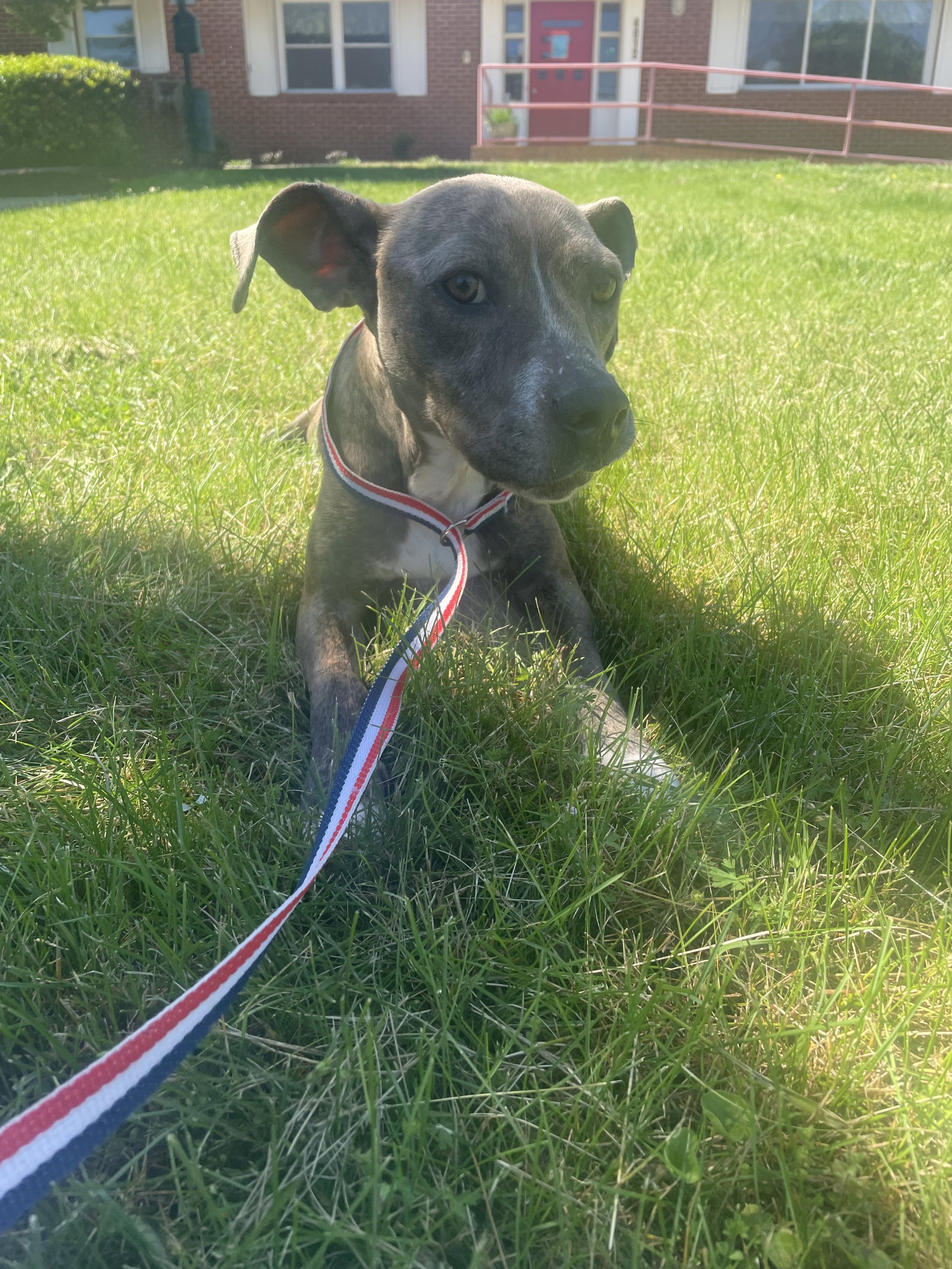 Dog for Adoption - Penny, a Pit Bull Terrier in Chatham County, NC ...