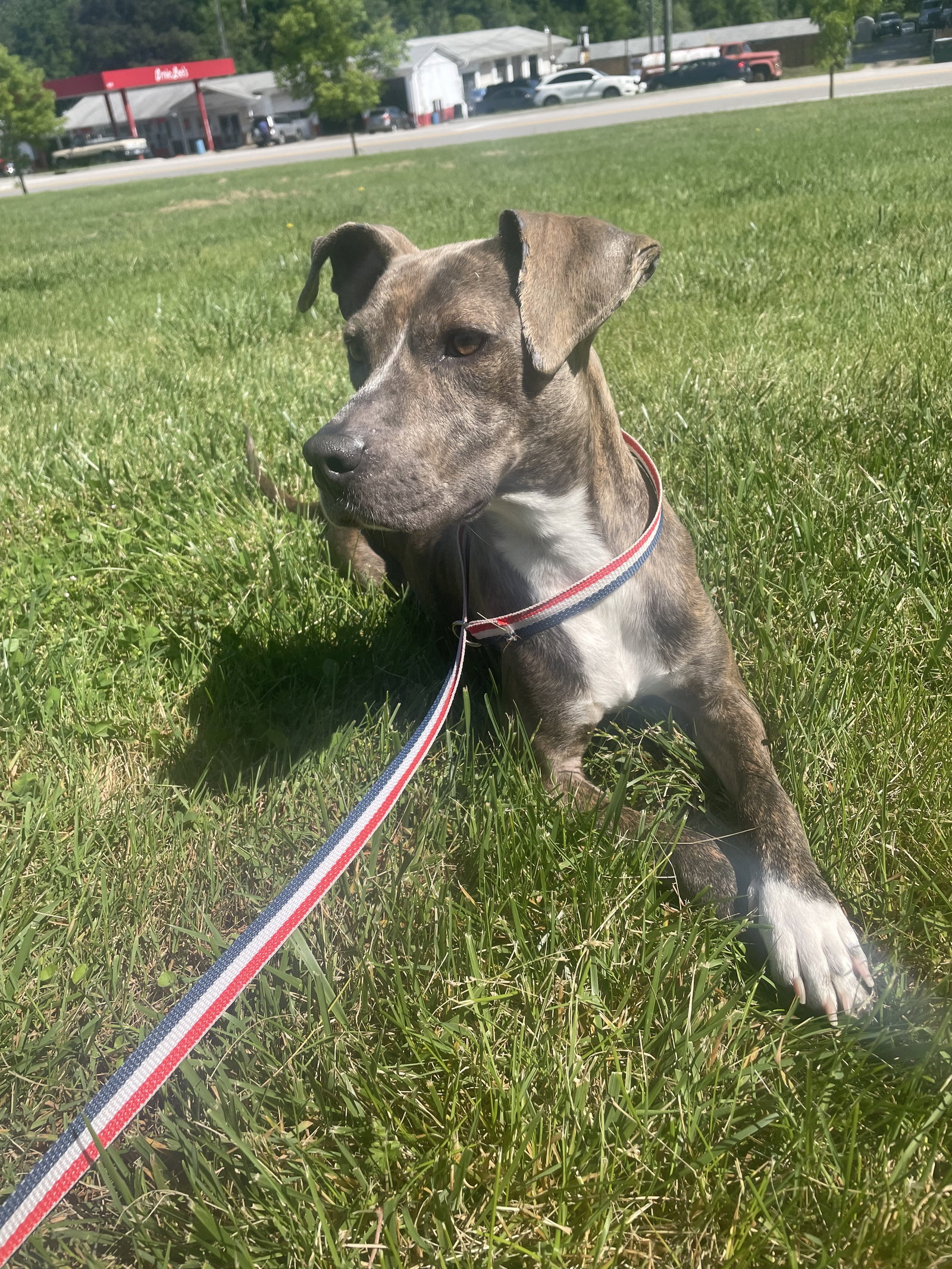 Dog for Adoption - Penny, a Pit Bull Terrier in Chatham County, NC ...