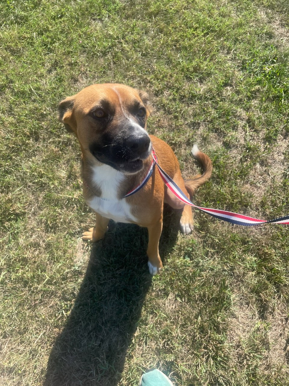 Dog for Adoption - Ally, a German Shepherd Dog in Nash County, NC | Alpha Paw