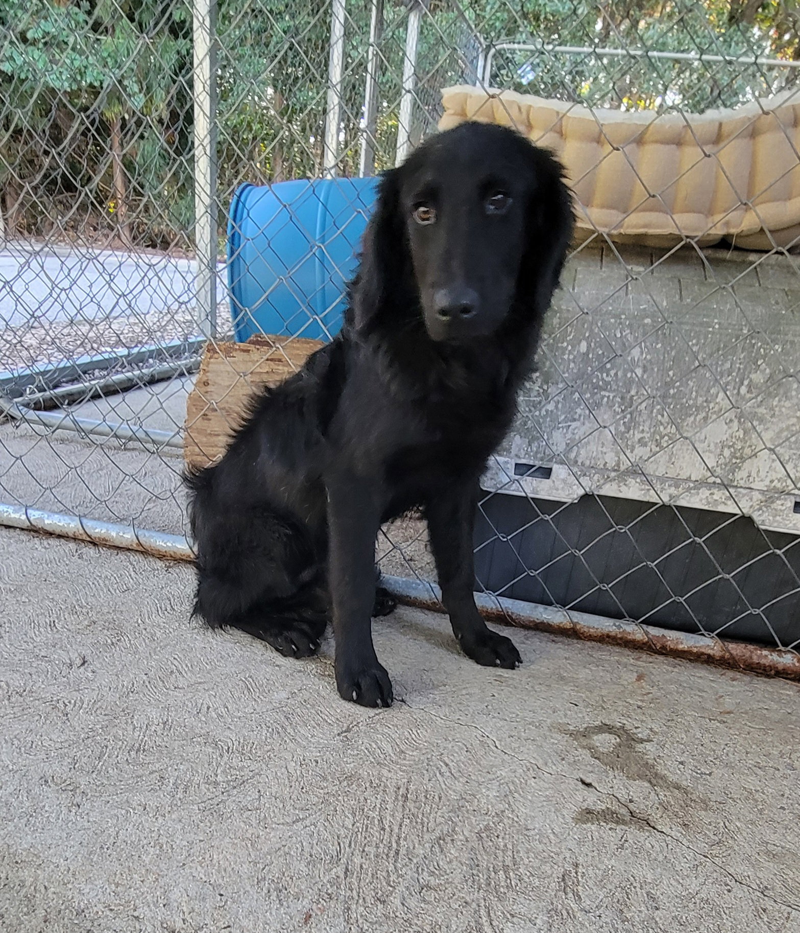 Dog for Adoption - Borris, a Labrador Retriever in Johnston County, NC | Alpha Paw