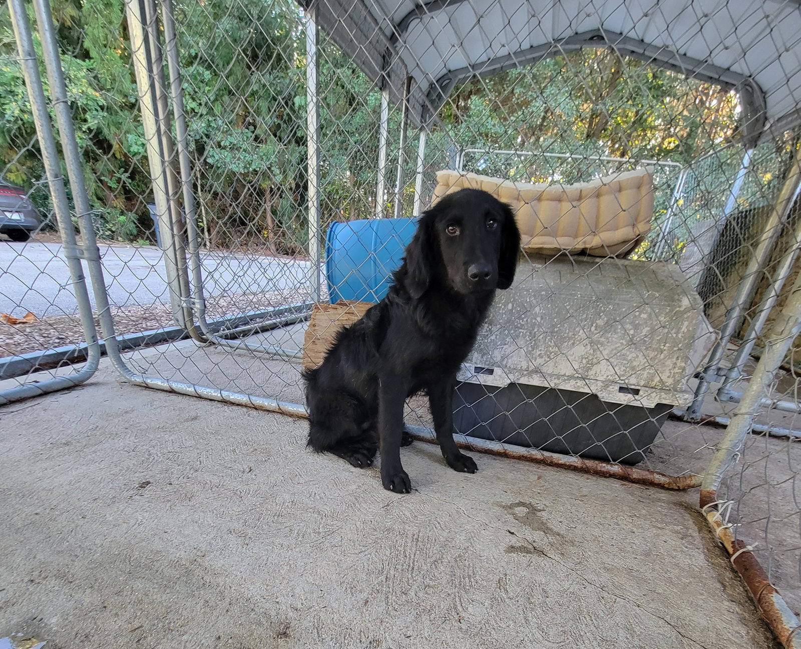 Dog for Adoption - Borris, a Labrador Retriever in Johnston County, NC ...