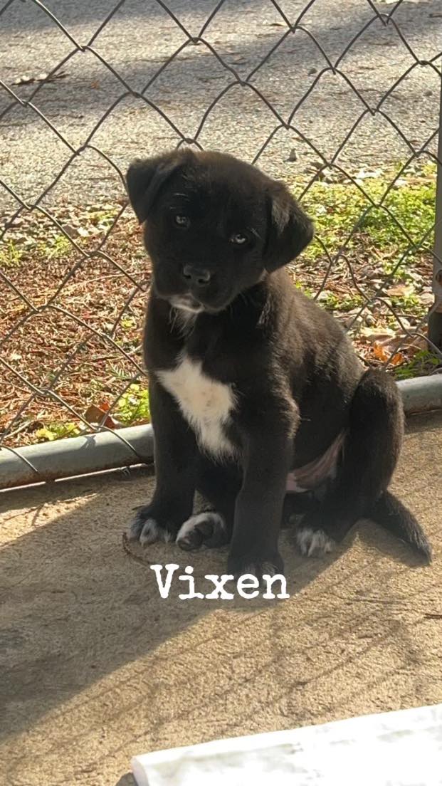 Dog for Adoption - Vixen, a Labrador Retriever in Johnston County, NC | Alpha Paw