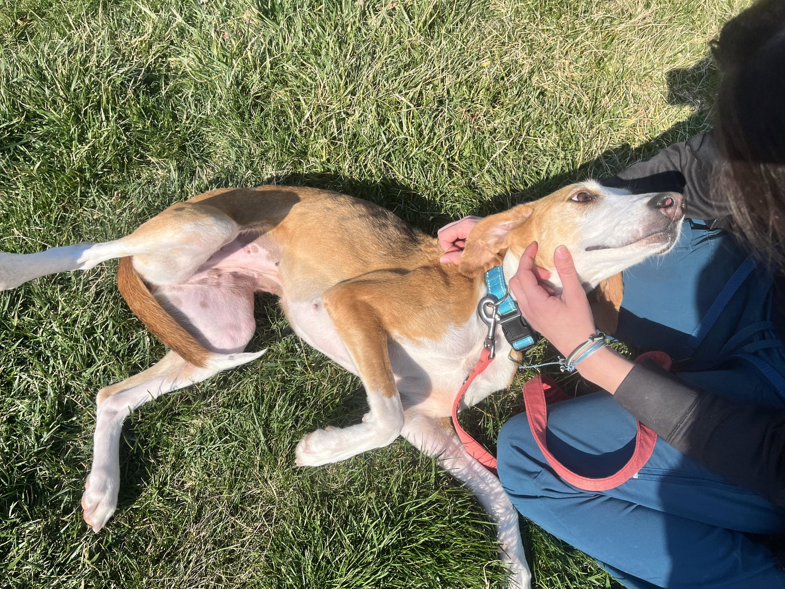 Dog for Adoption - Rose, a Hound in Raleigh, NC | Alpha Paw