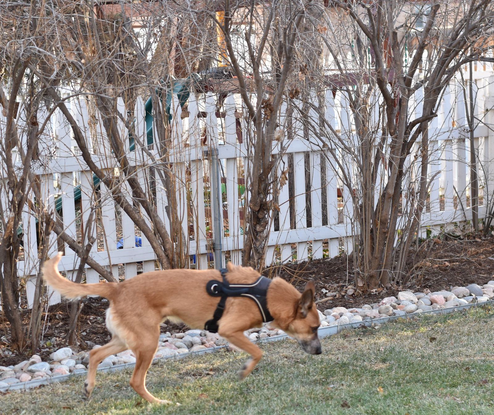 Dog for Adoption - Hopper, a German Shepherd Dog in Loveland, CO ...