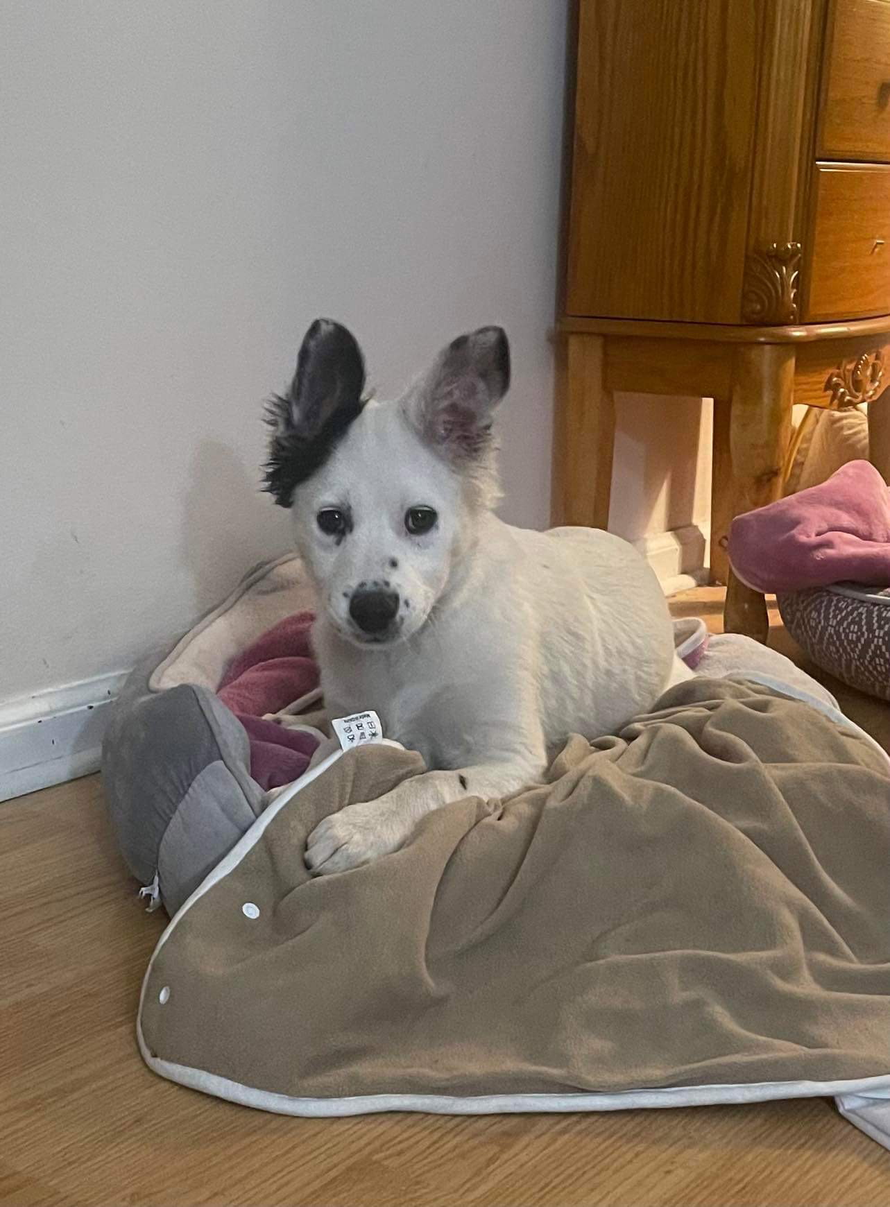 Dog for Adoption - Penny, a Australian Shepherd in Denver, CO | Alpha Paw