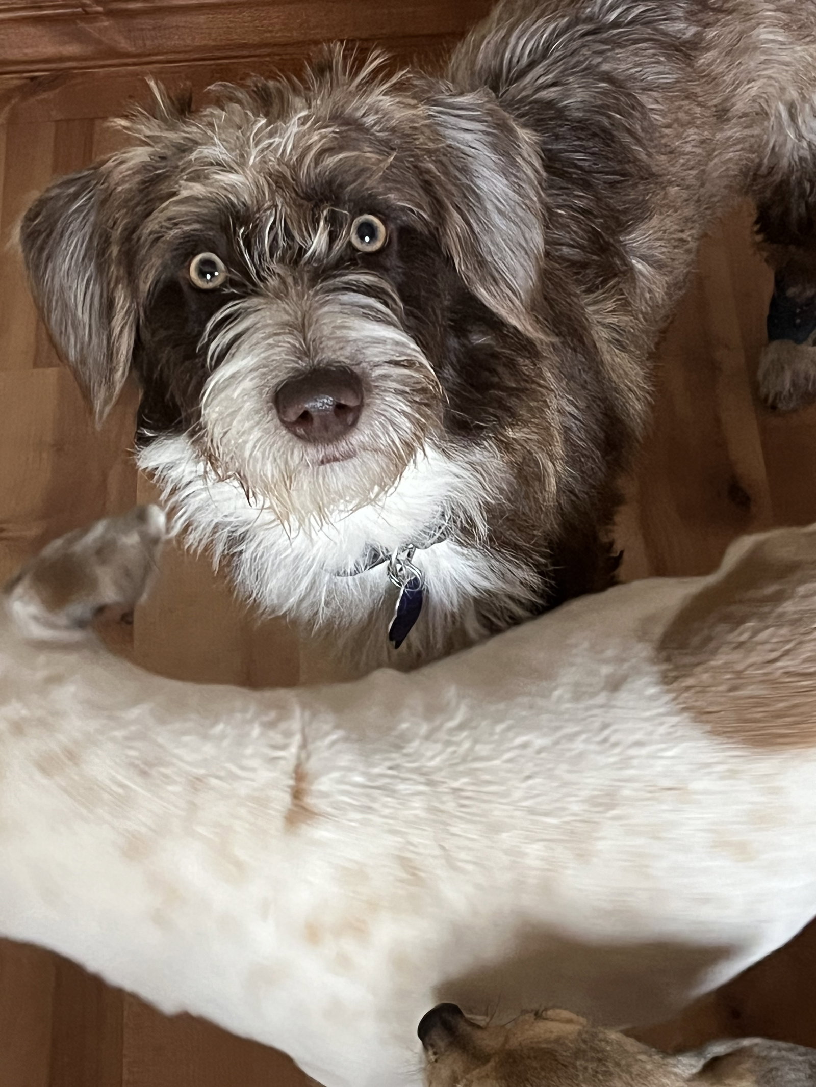 Dog for Adoption - Ollie, a Dachshund in Denver, CO | Alpha Paw