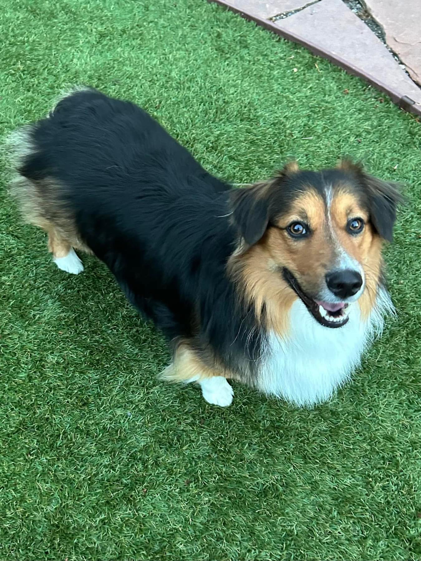 Dog for Adoption - Apollo, a Corgi in Cherry Hills Village, CO | Alpha Paw