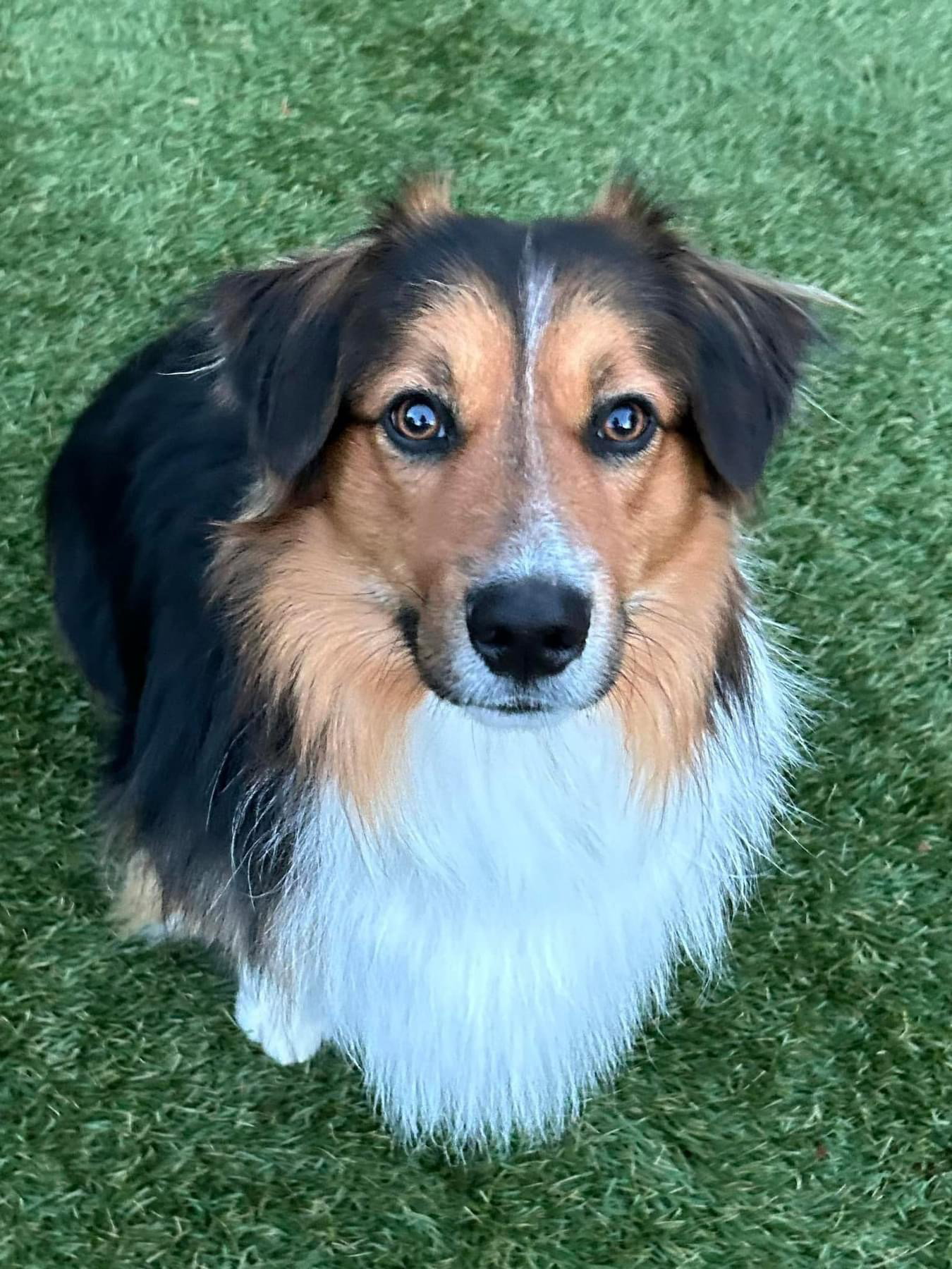 Dog for Adoption - Apollo, a Corgi in Cherry Hills Village, CO | Alpha Paw