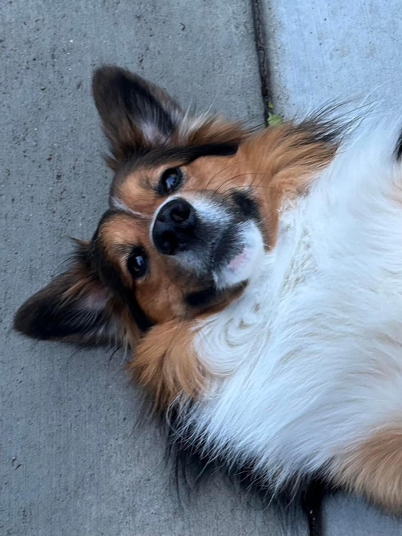 Dog for Adoption - Apollo, a Corgi in Cherry Hills Village, CO | Alpha Paw
