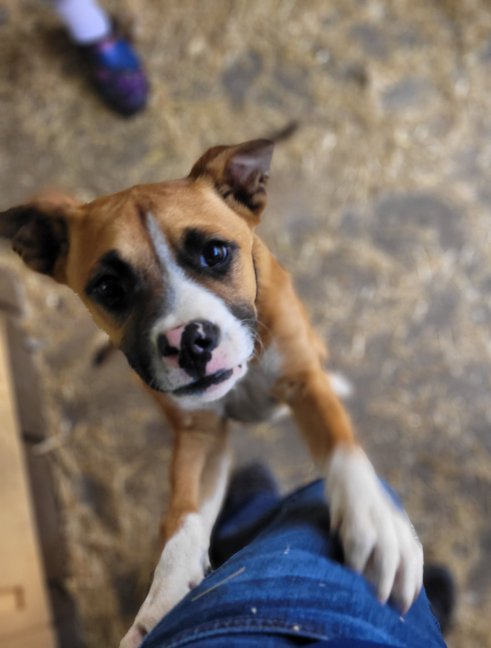 Dog for Adoption - Duncan, a Boxer in Rio Grande County, CO | Alpha Paw