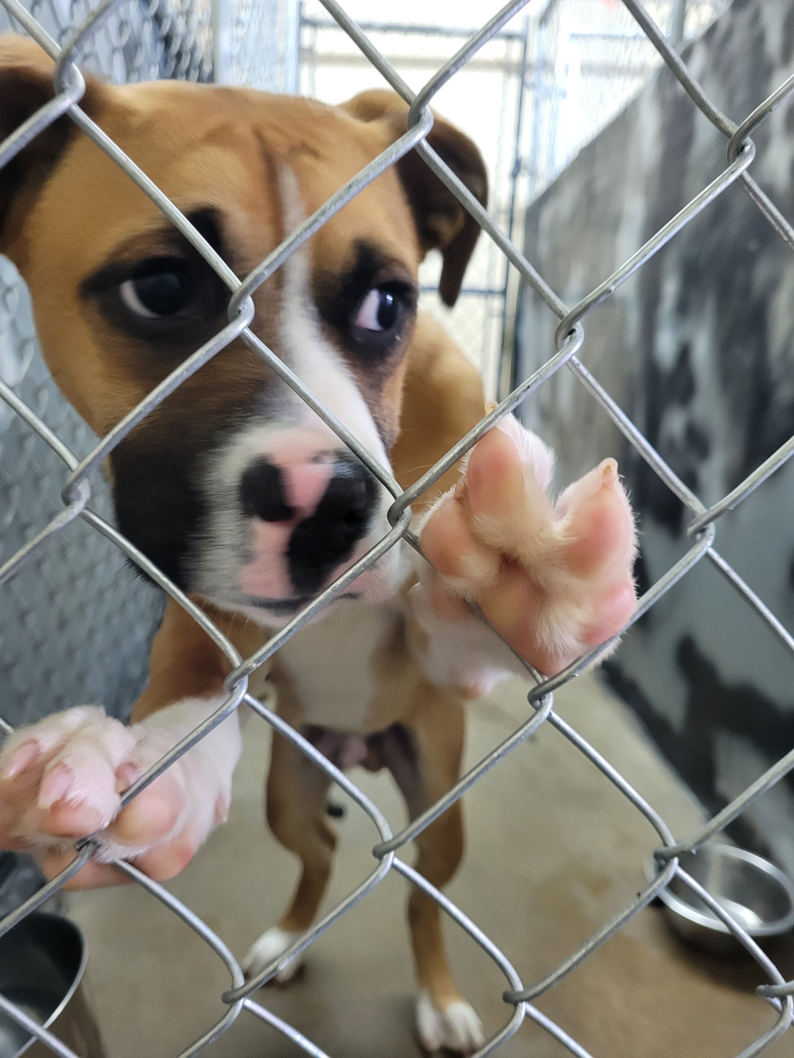 Dog for Adoption - Duncan, a Boxer in Rio Grande County, CO | Alpha Paw