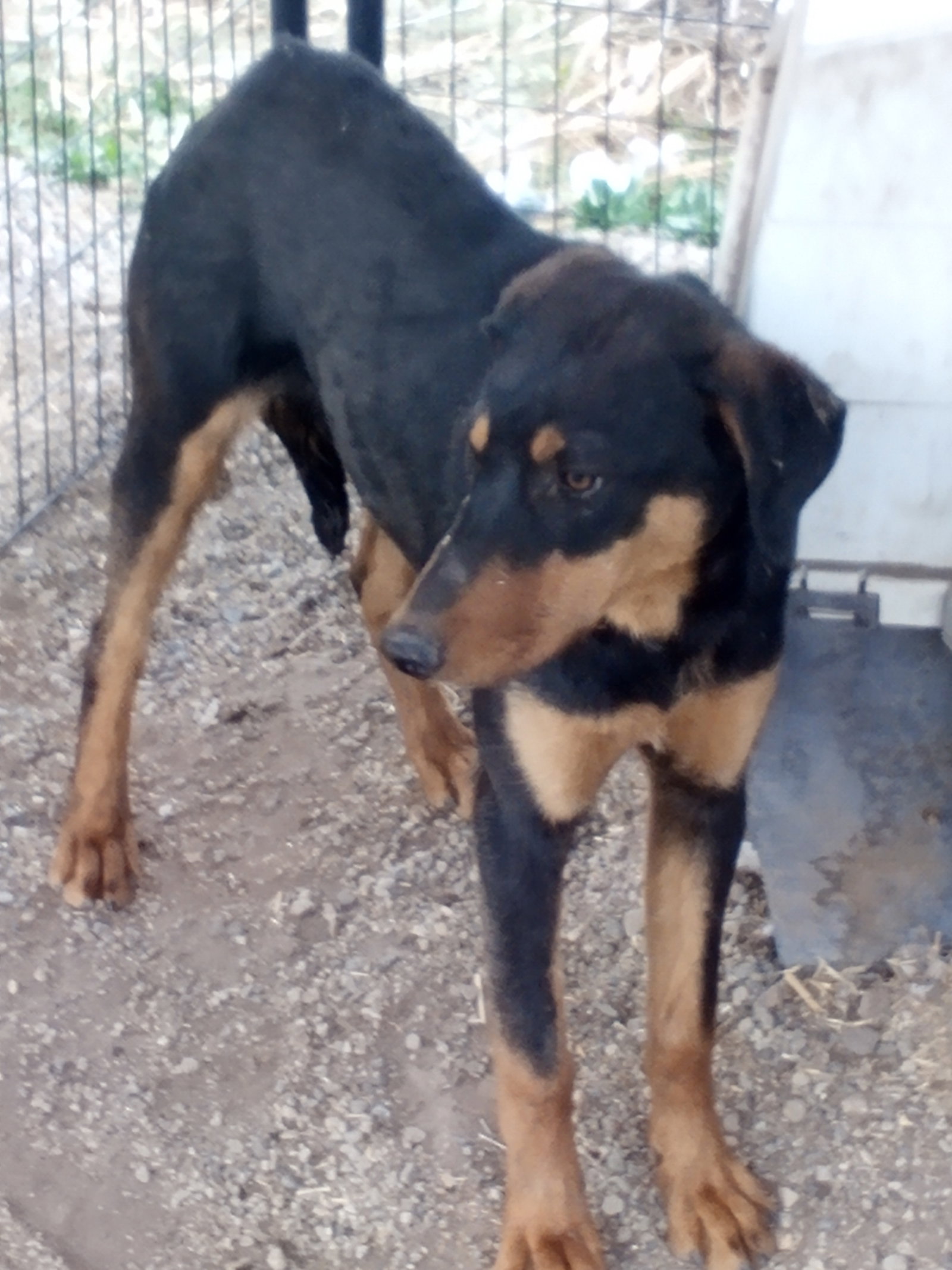 Dog for Adoption - Rodney, a Doberman Pinscher in Del Norte, CO | Alpha Paw