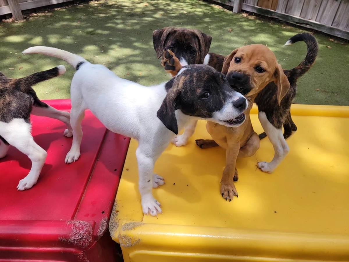 Dog for Adoption - Maple, a Black Mouth Cur in Lakeland, FL | Alpha Paw