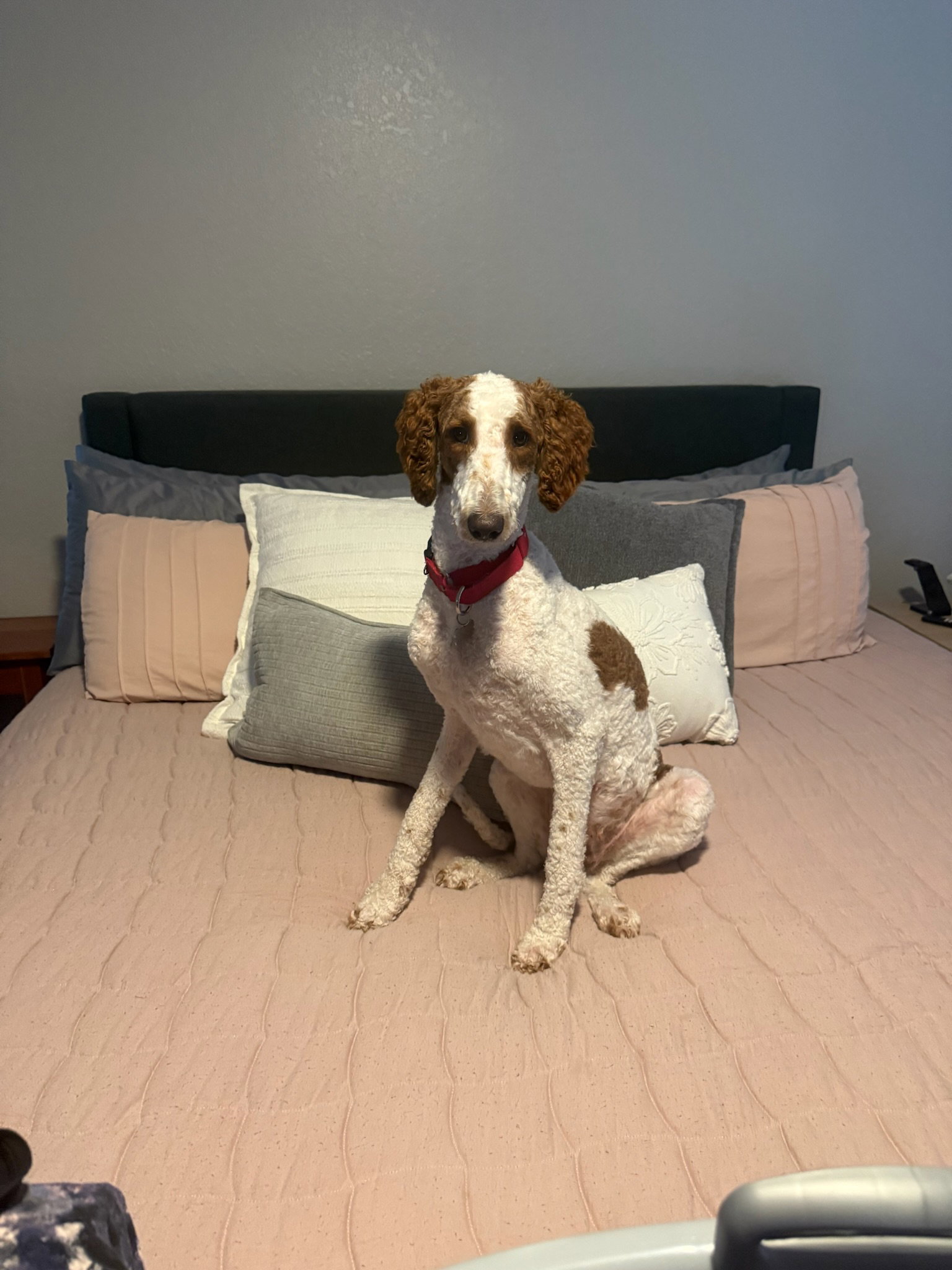 Dog for Adoption - Maizie, a Golden Retriever in Volusia County, FL ...