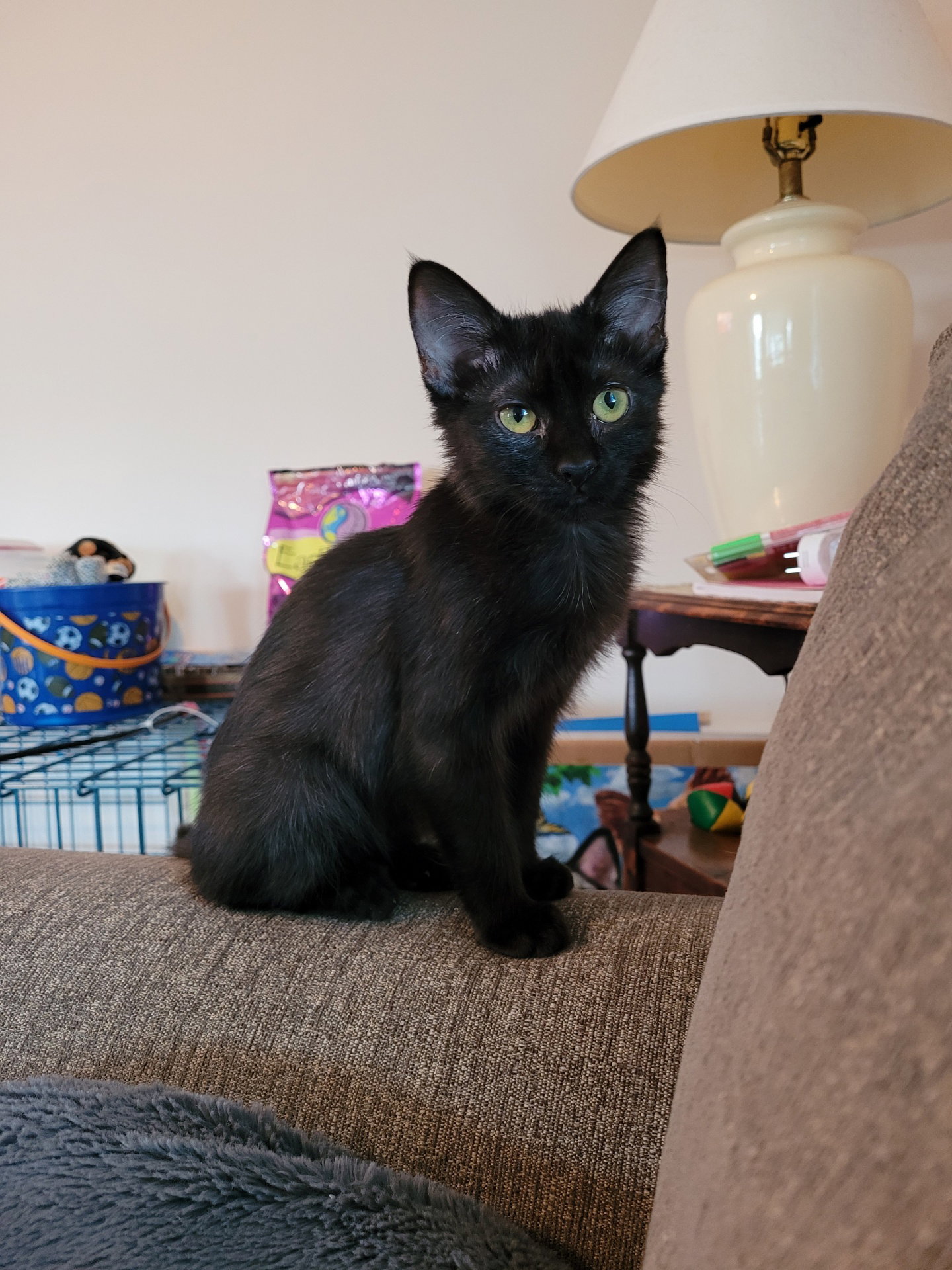 Cats for Adoption in Hampshire County, West Virginia | Alpha Paw