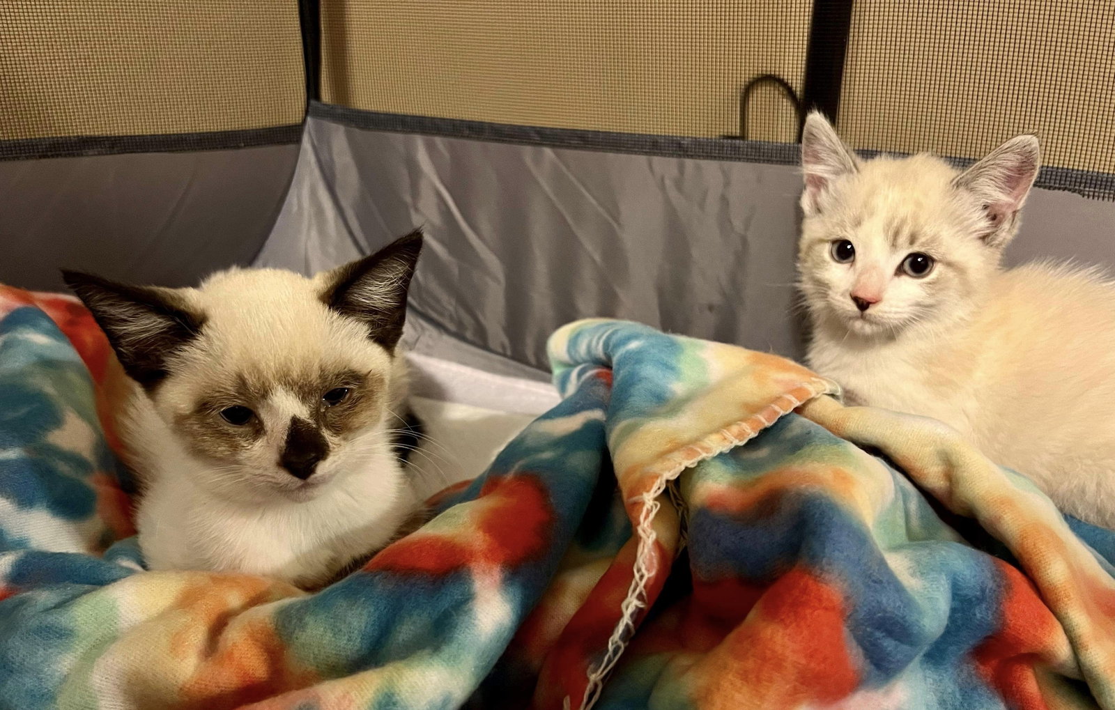 Cats for Adoption in Cleveland, Ohio | Alpha Paw