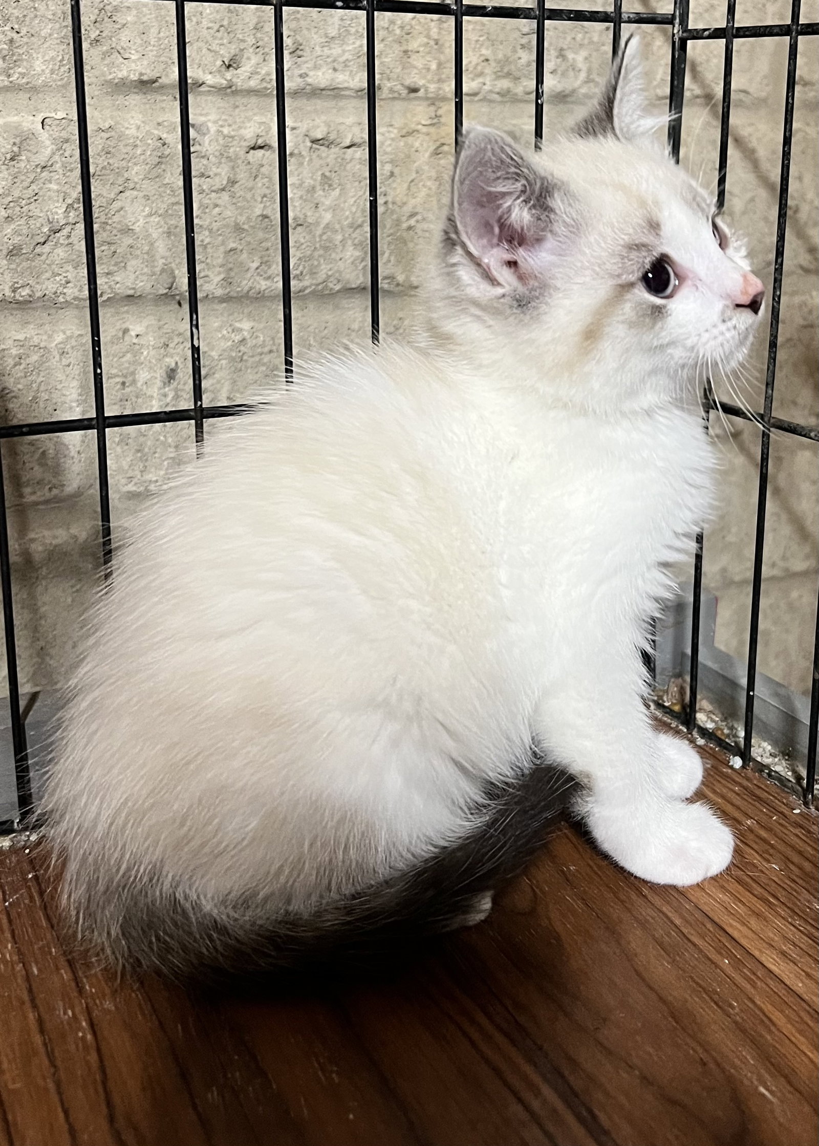 Cats for Adoption in Cleveland, Ohio | Alpha Paw