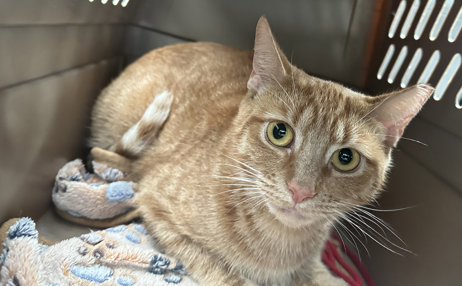 Cats for Adoption in Aurora, Ohio | Alpha Paw