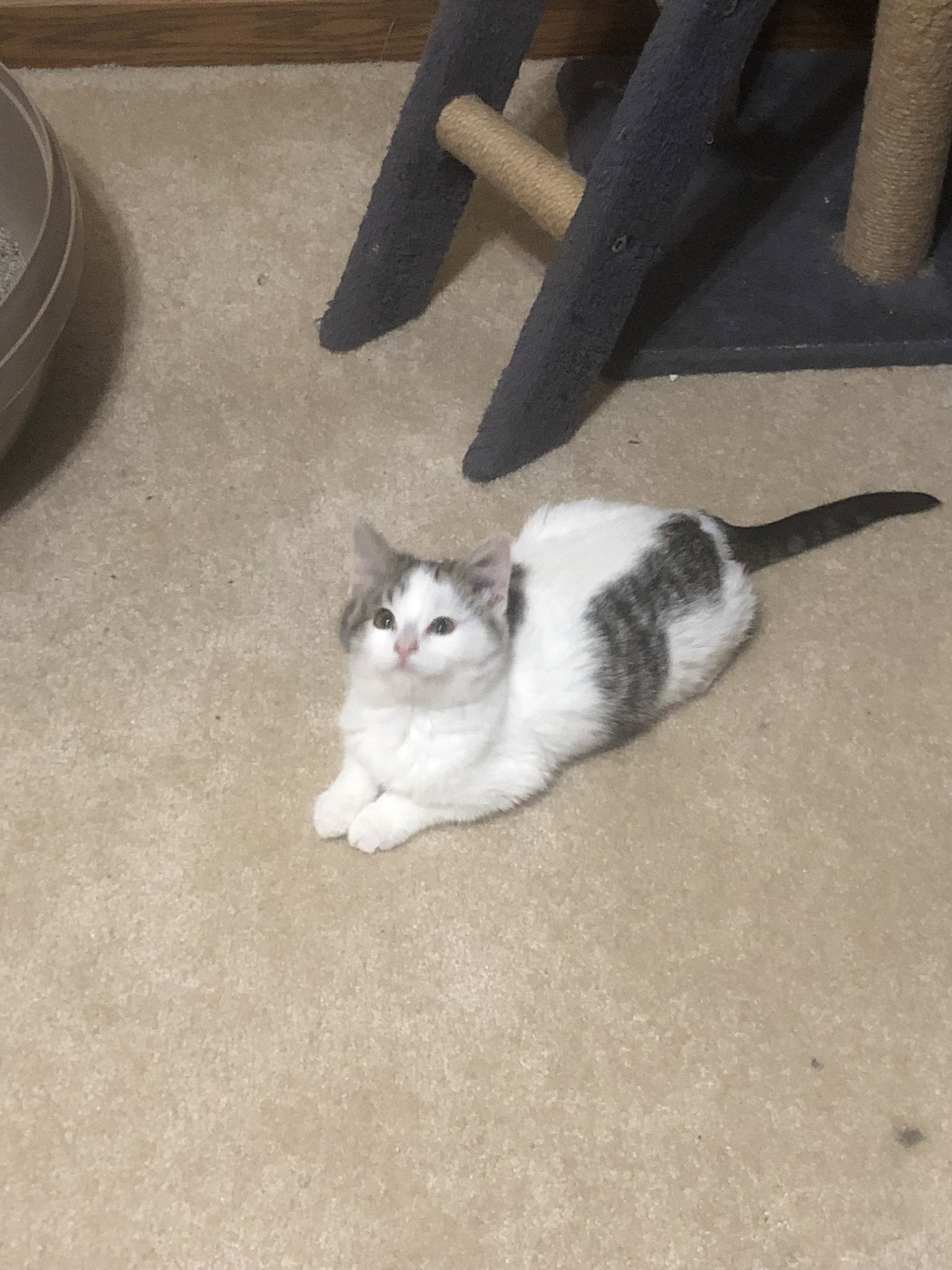 Cats for Adoption in Cleveland, Ohio | Alpha Paw