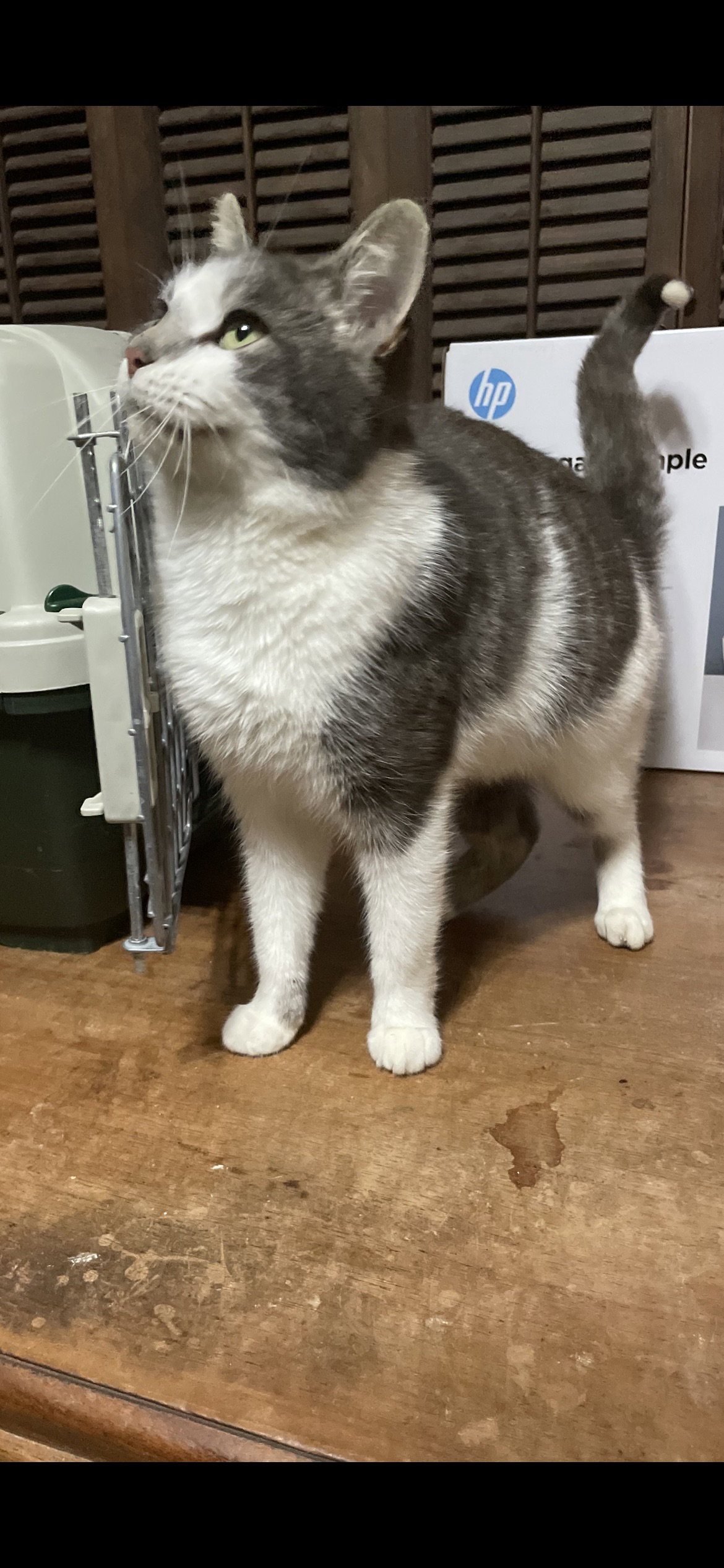 Cats for Adoption in Strongsville, Ohio | Alpha Paw