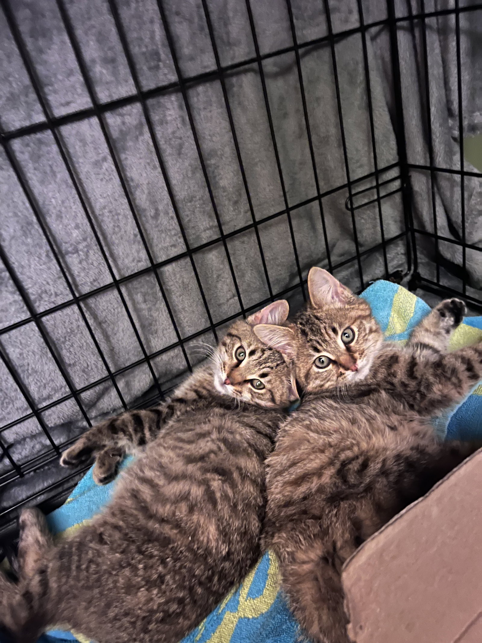 Cats for Adoption in South Euclid, Ohio | Alpha Paw