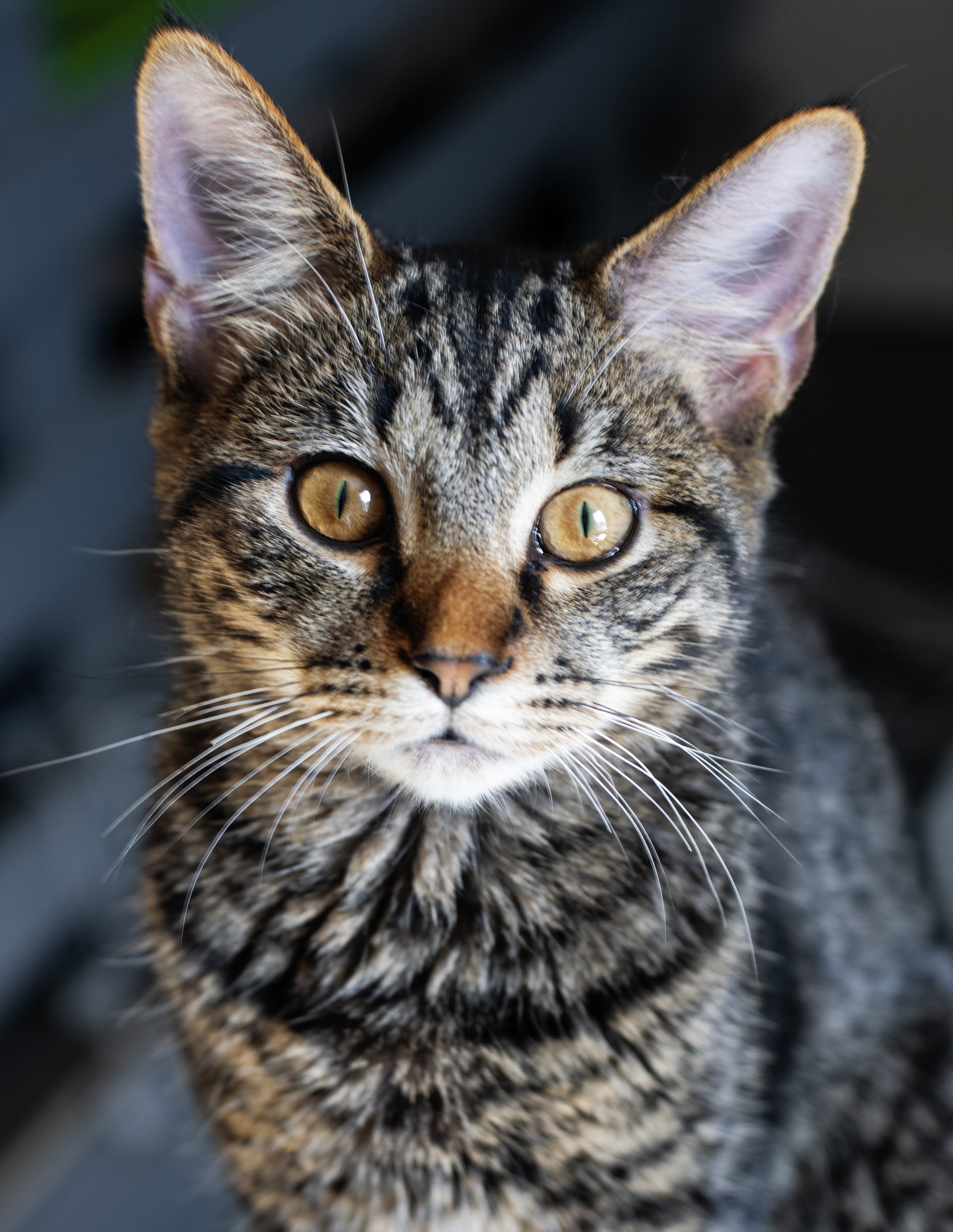 Cats for Adoption in Dover, Ohio | Alpha Paw