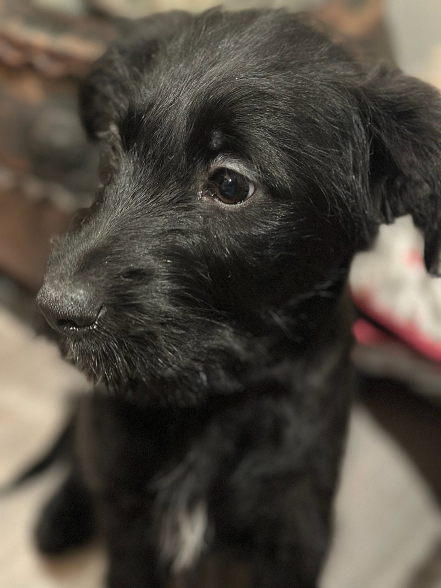 Dog for Adoption - Starlight, a Poodle (Miniature) in Sugarcreek Police ...