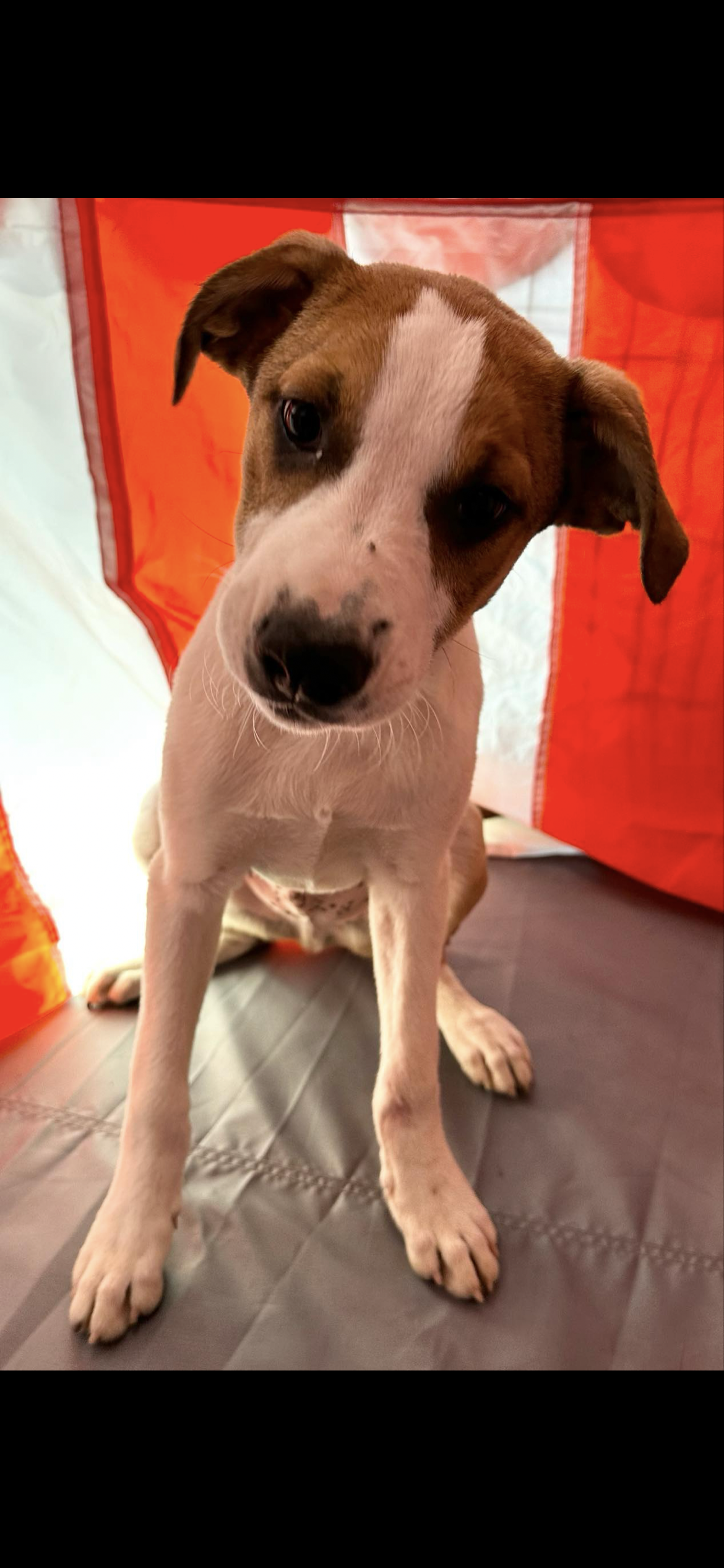 Dog for Adoption - *Emerson, a Border Collie in Lake County, OH | Alpha Paw