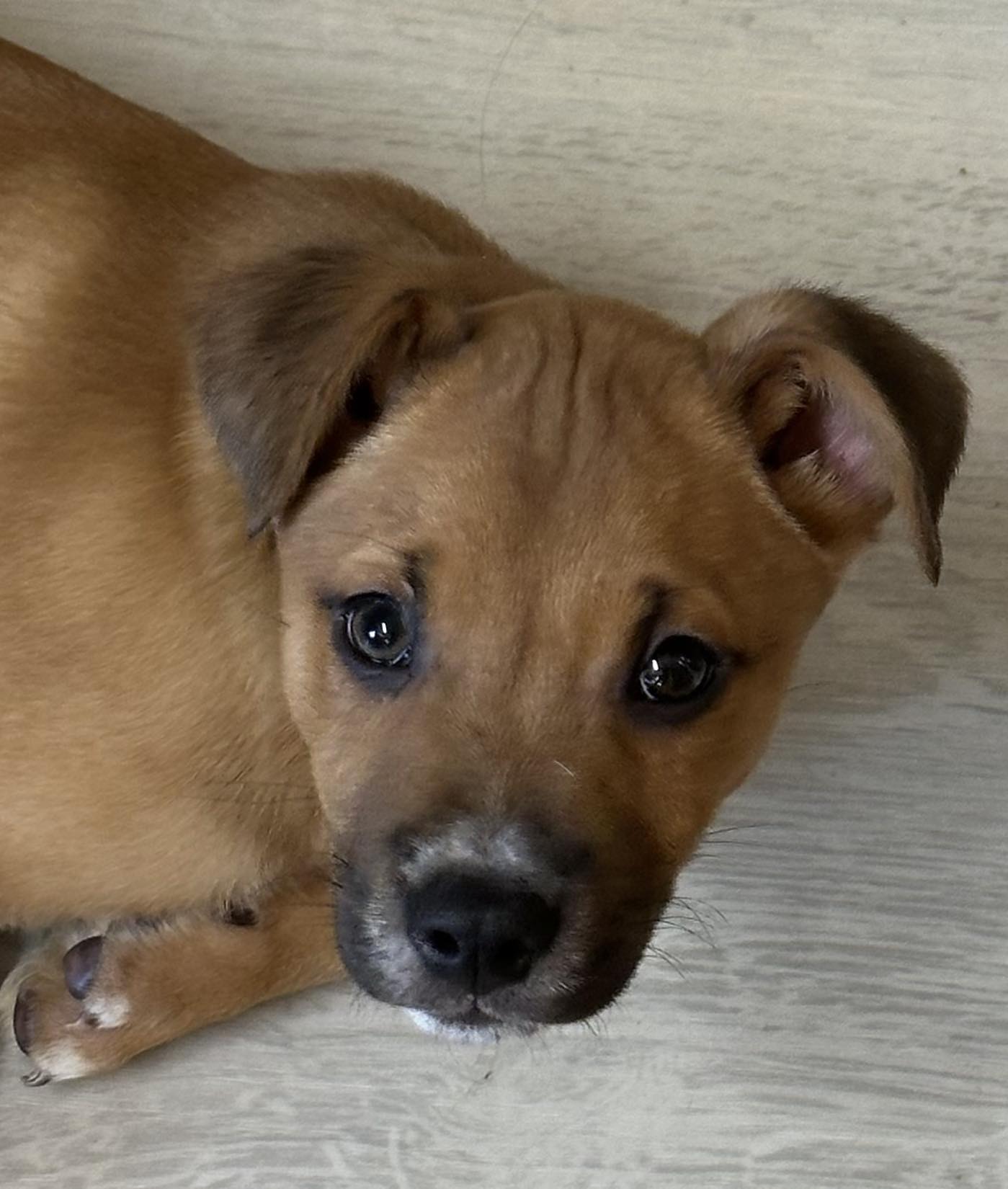 Dog for Adoption - Lincoln, a Boxer in Gates Mills, OH | Alpha Paw