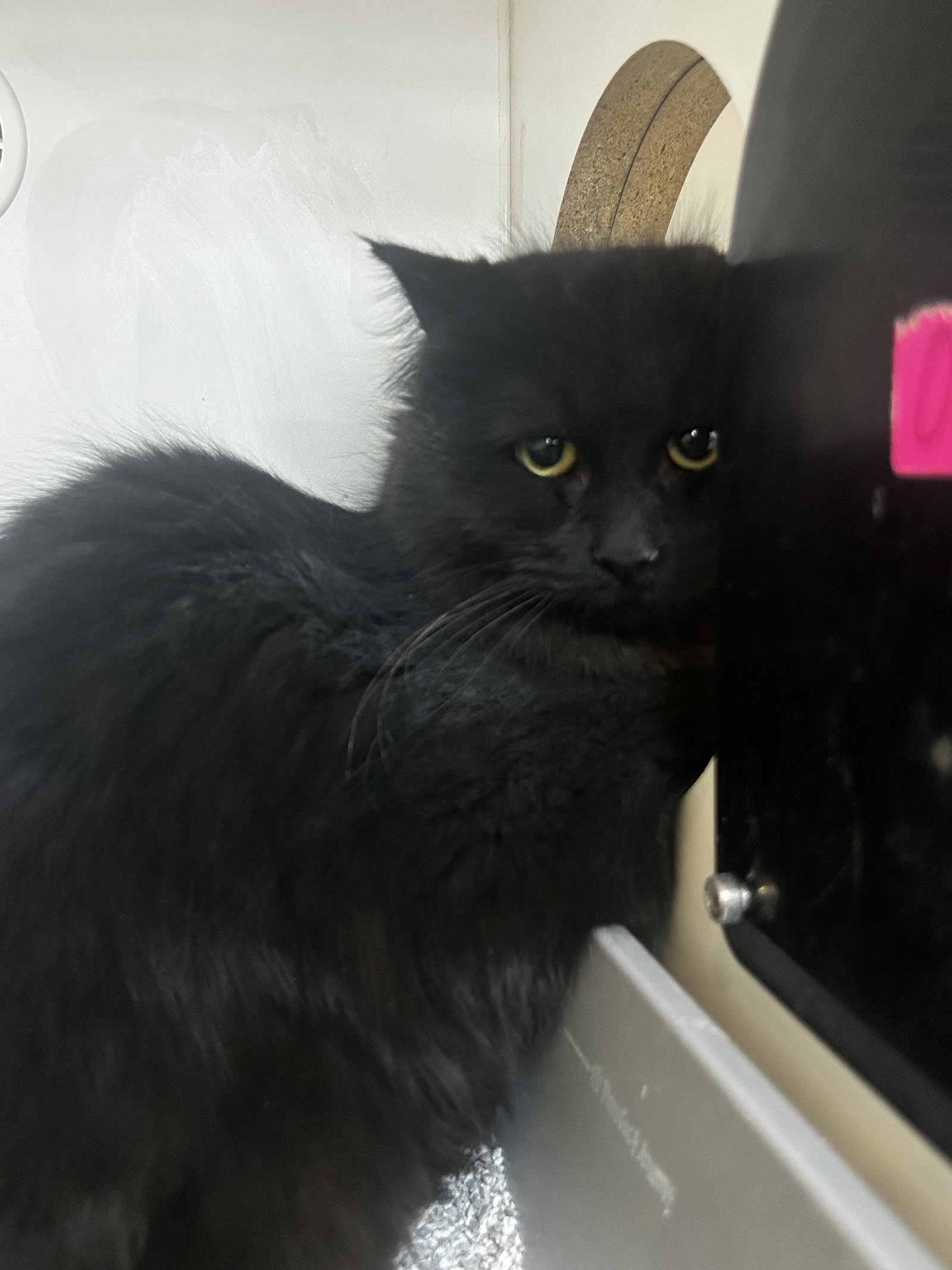 Cats for Adoption in Hartville, Ohio | Alpha Paw