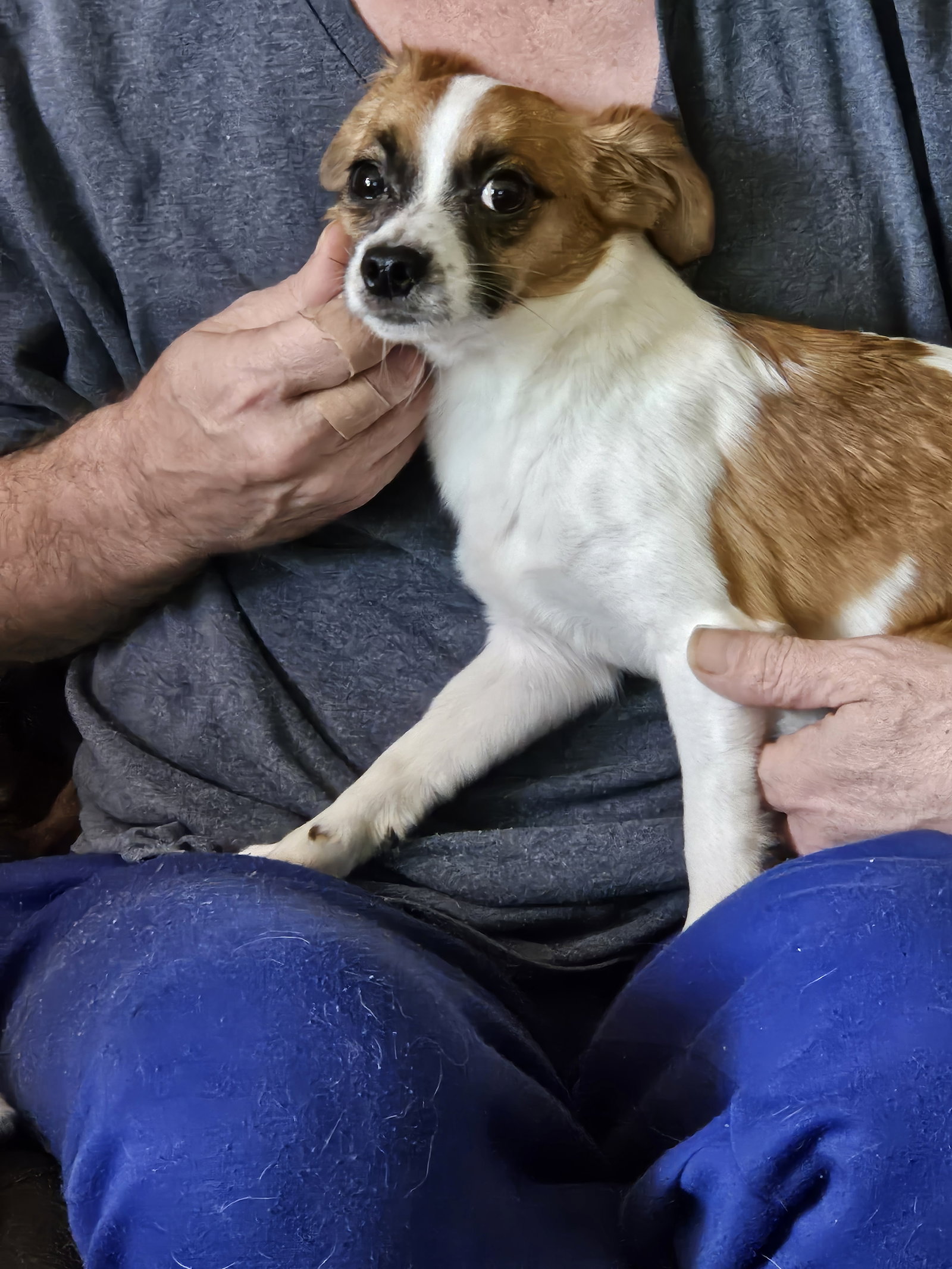 Dog for Adoption - Symba, a Chihuahua in Stark County, OH | Alpha Paw