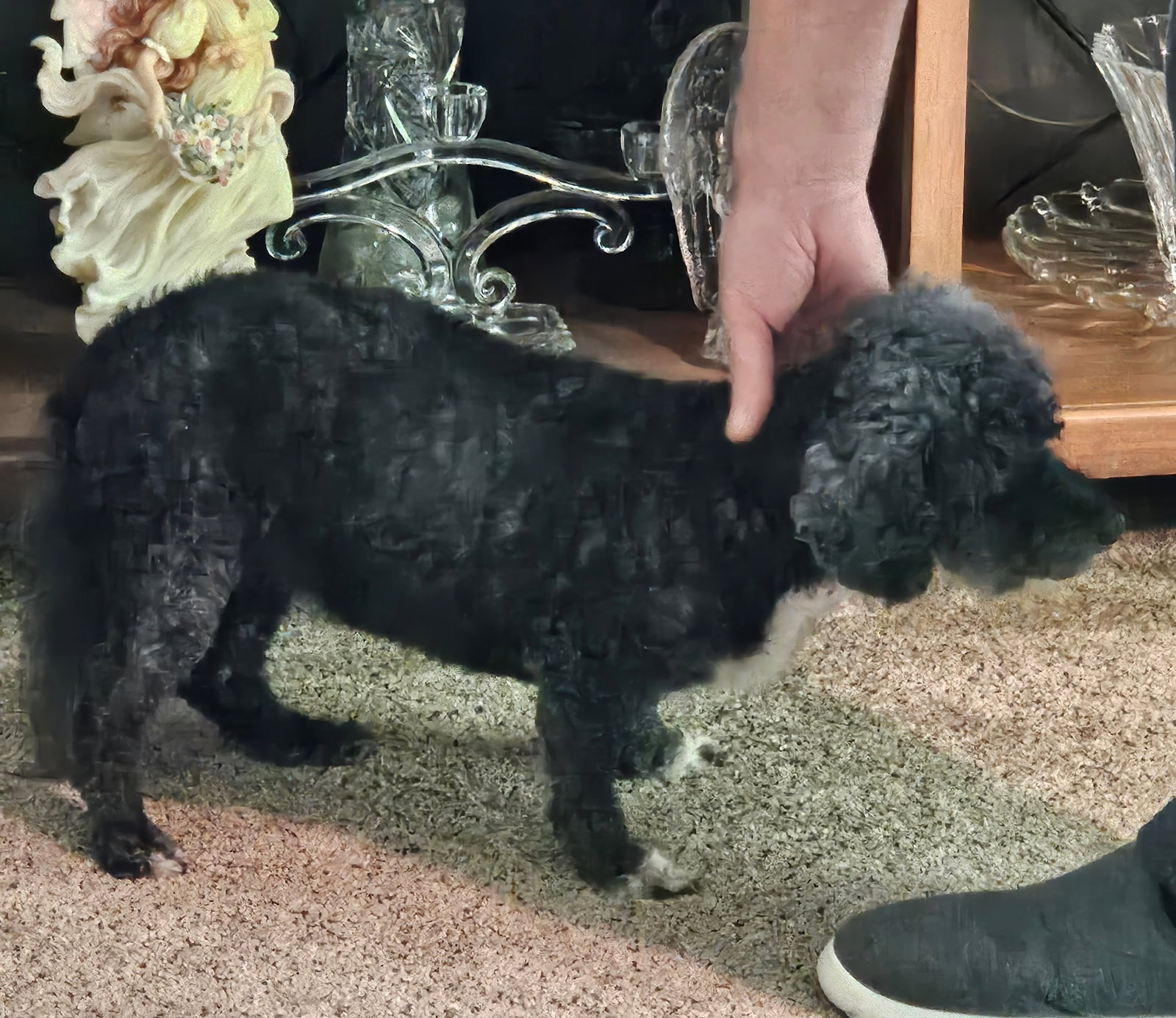 Dog for Adoption - Xena, a Poodle (Miniature) in Macedonia, OH | Alpha Paw