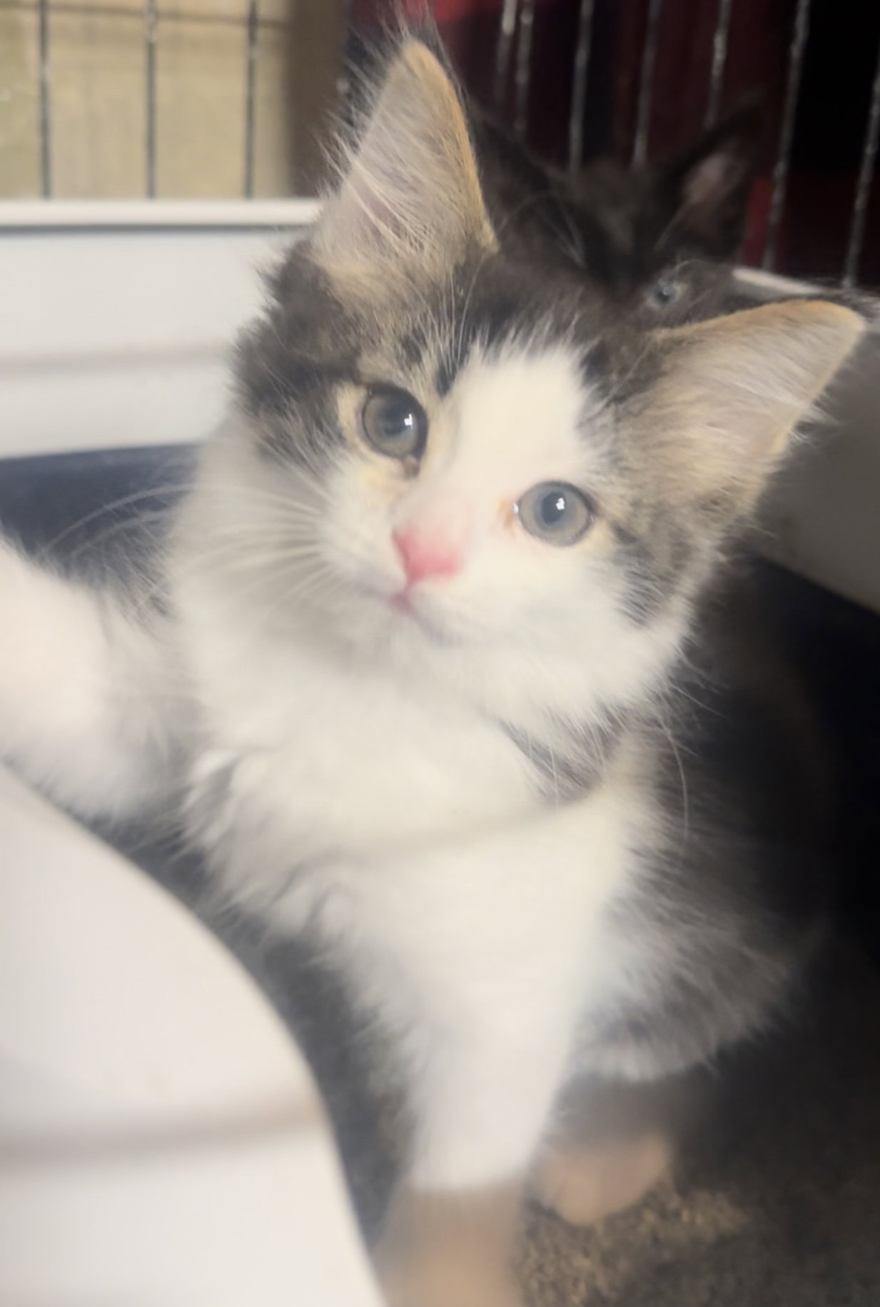 Cats for Adoption in Brunswick, Ohio | Alpha Paw