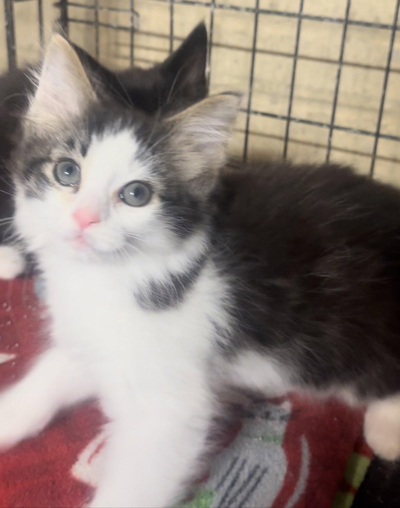 Cats for Adoption in University Heights, Ohio | Alpha Paw