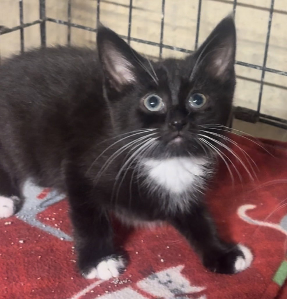 Cats for Adoption in Sheffield Lake, Ohio | Alpha Paw