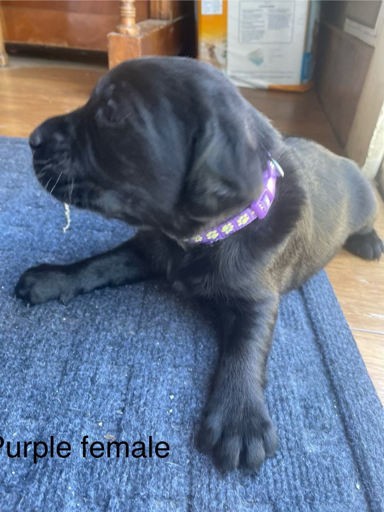 Dog for Adoption - Purple puppy, a Labrador Retriever in West Puente ...